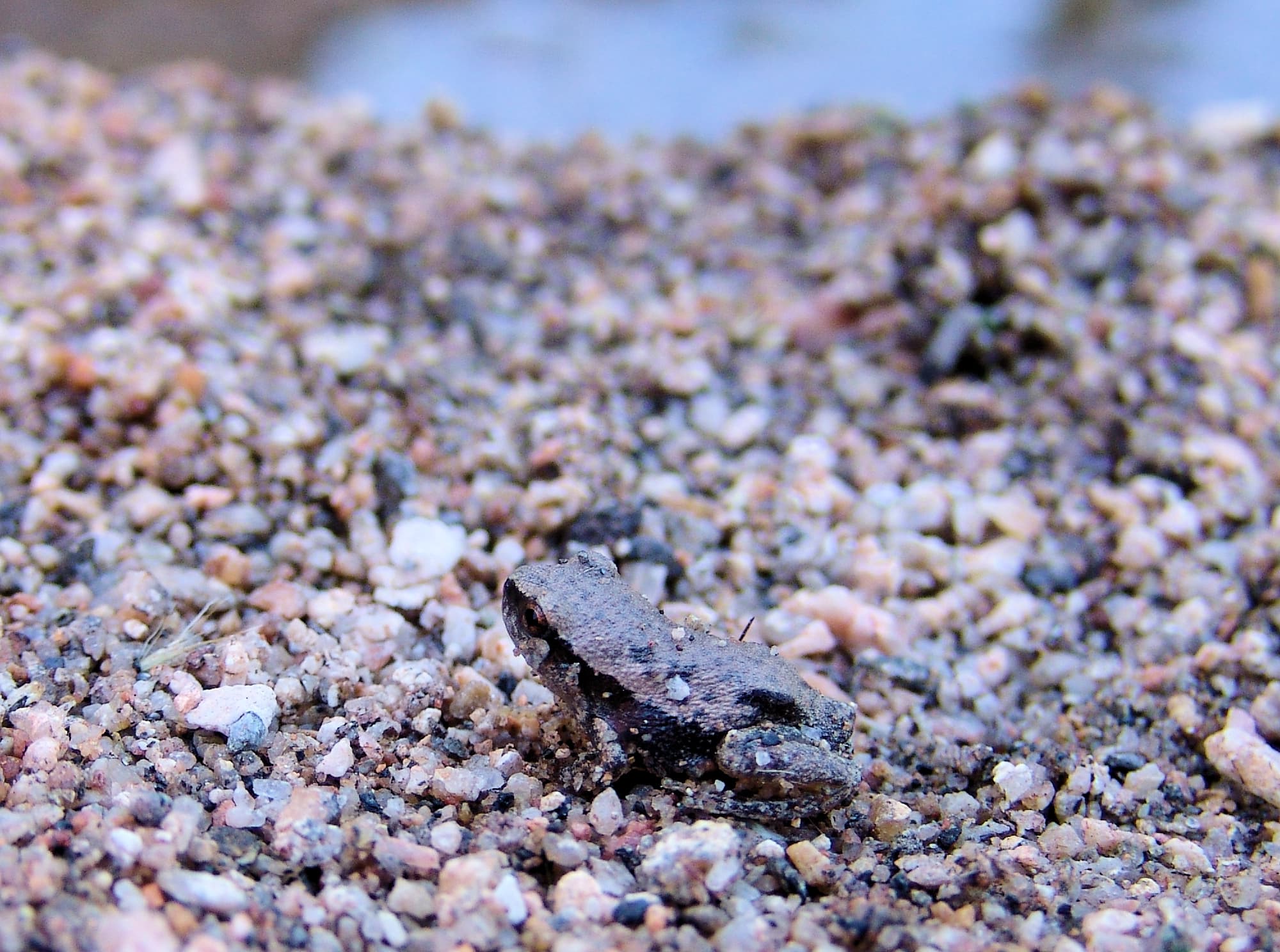 Desert Tree Frog (Litoria rubella) – Ausemade
