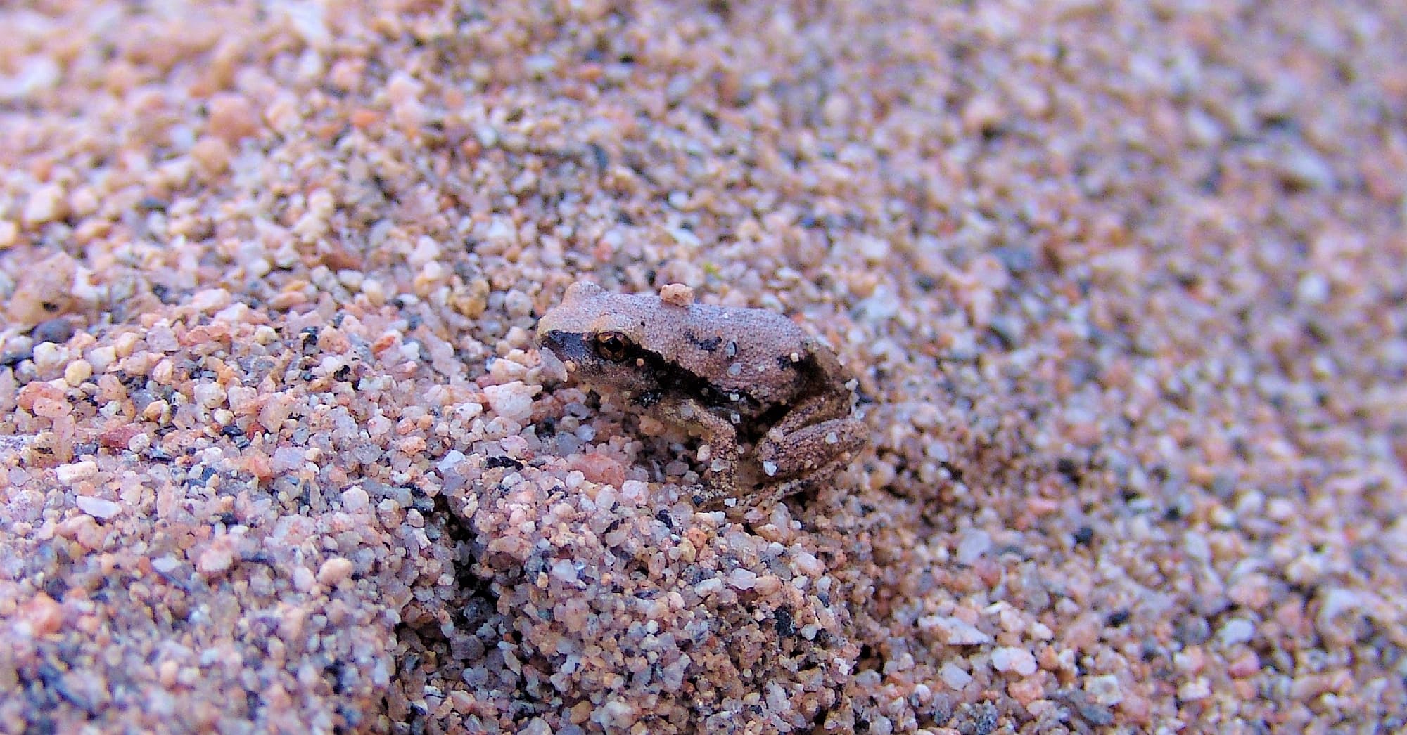 Desert Tree Frog (Litoria rubella) – Ausemade