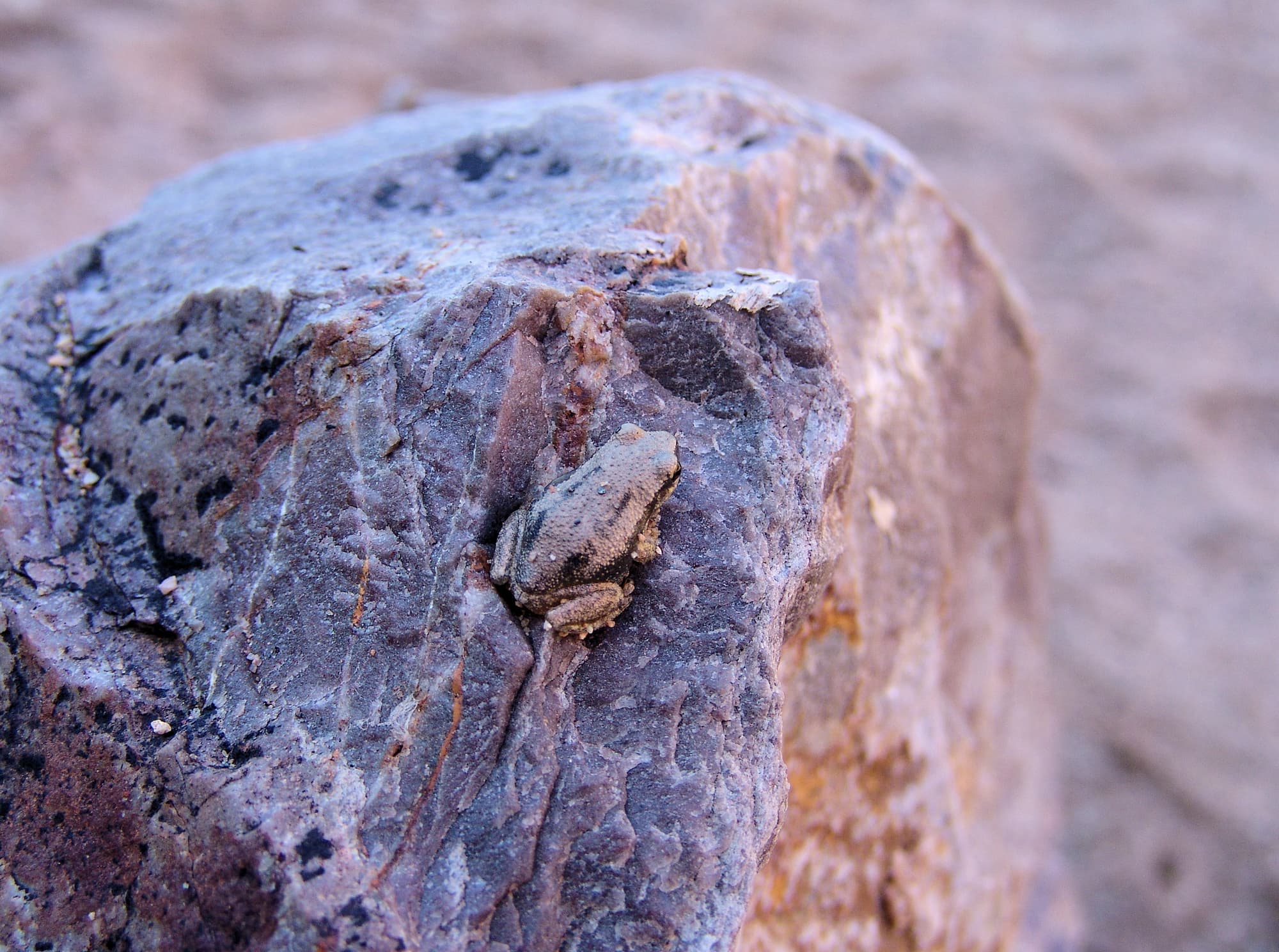 Desert Tree Frog (Litoria rubella) – Ausemade