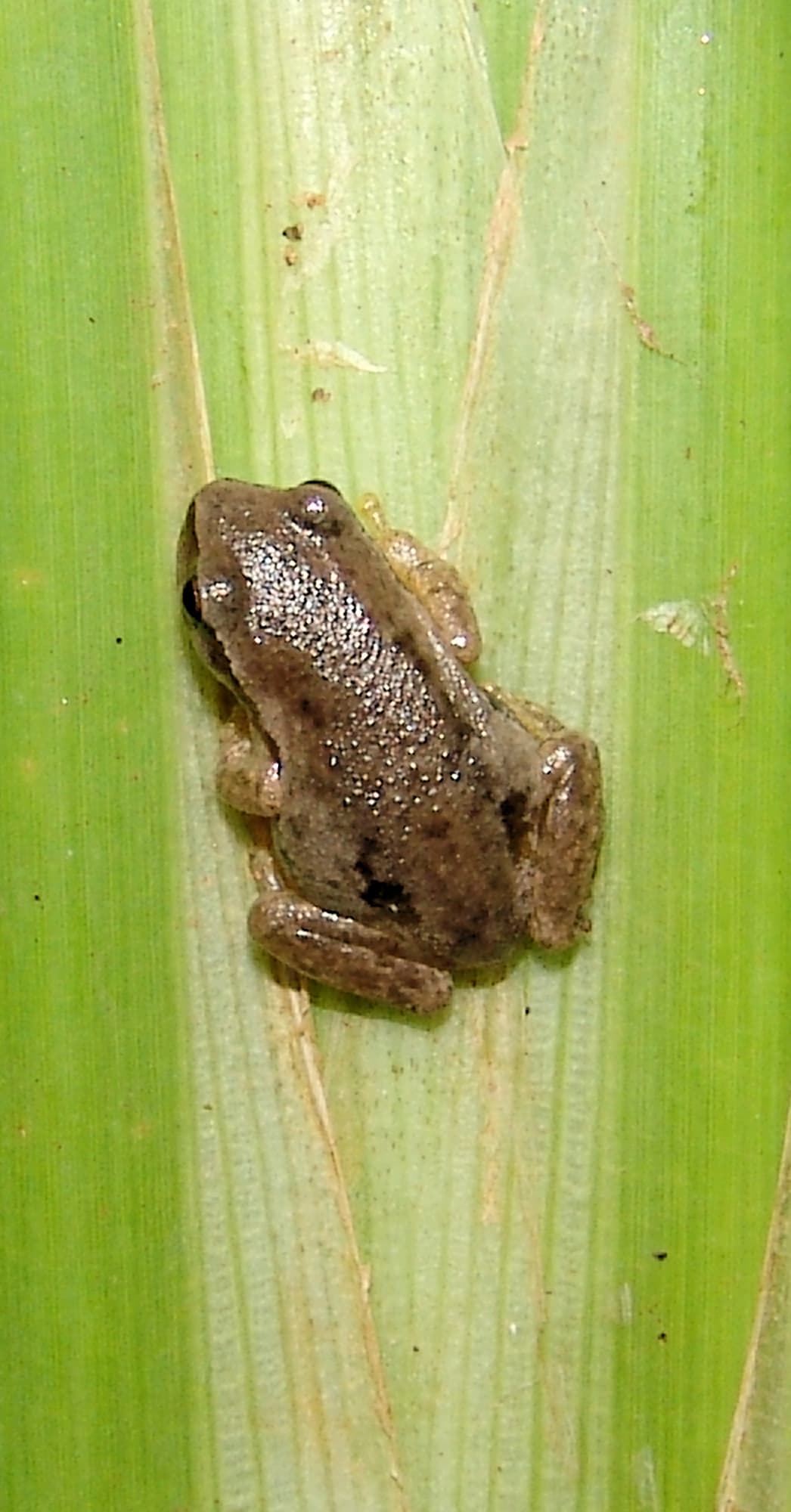 Desert Tree Frog – Ausemade