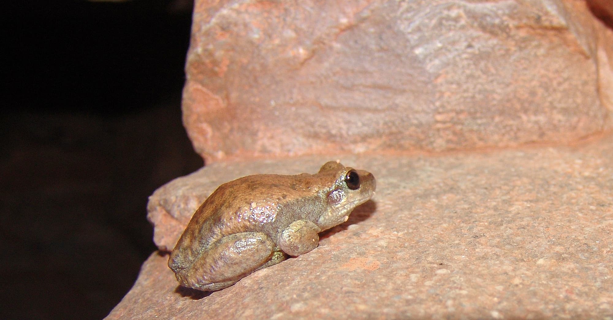 Desert Tree Frog (Litoria rubella) – Ausemade