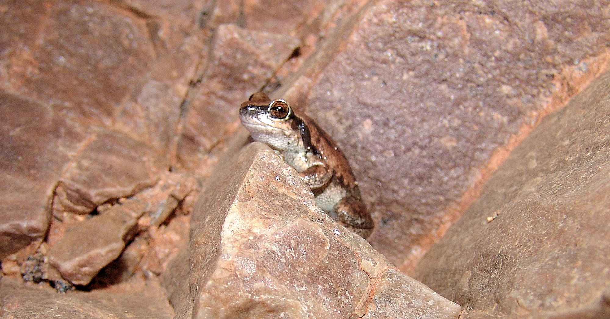Desert Tree Frog (Litoria rubella) – Ausemade