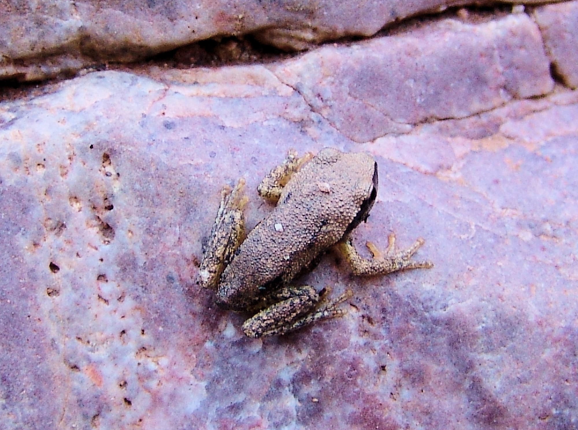 Frogs of Simpsons Gap – Ausemade