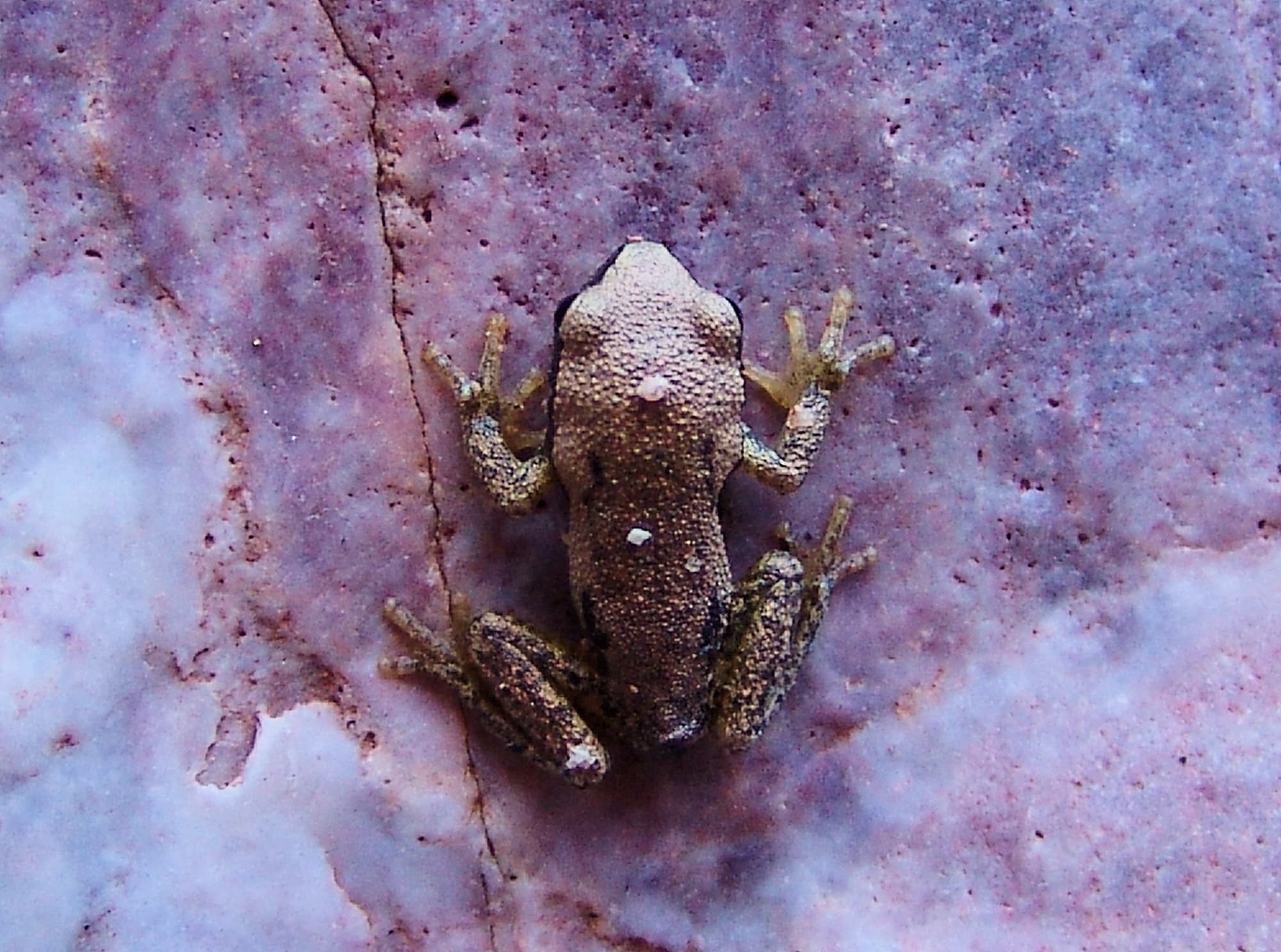 Frogs of Simpsons Gap – Ausemade