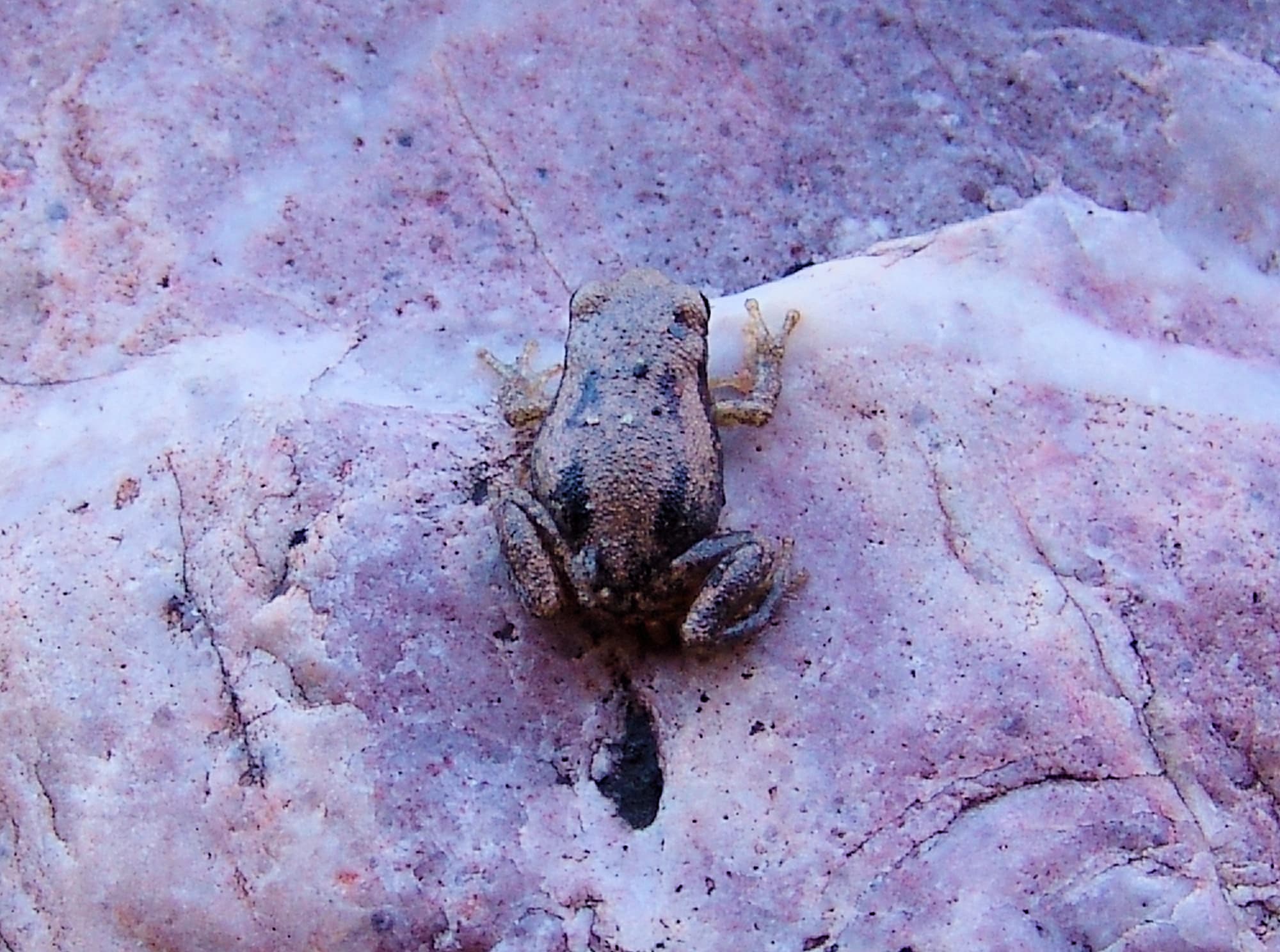 Frogs of Simpsons Gap – Ausemade