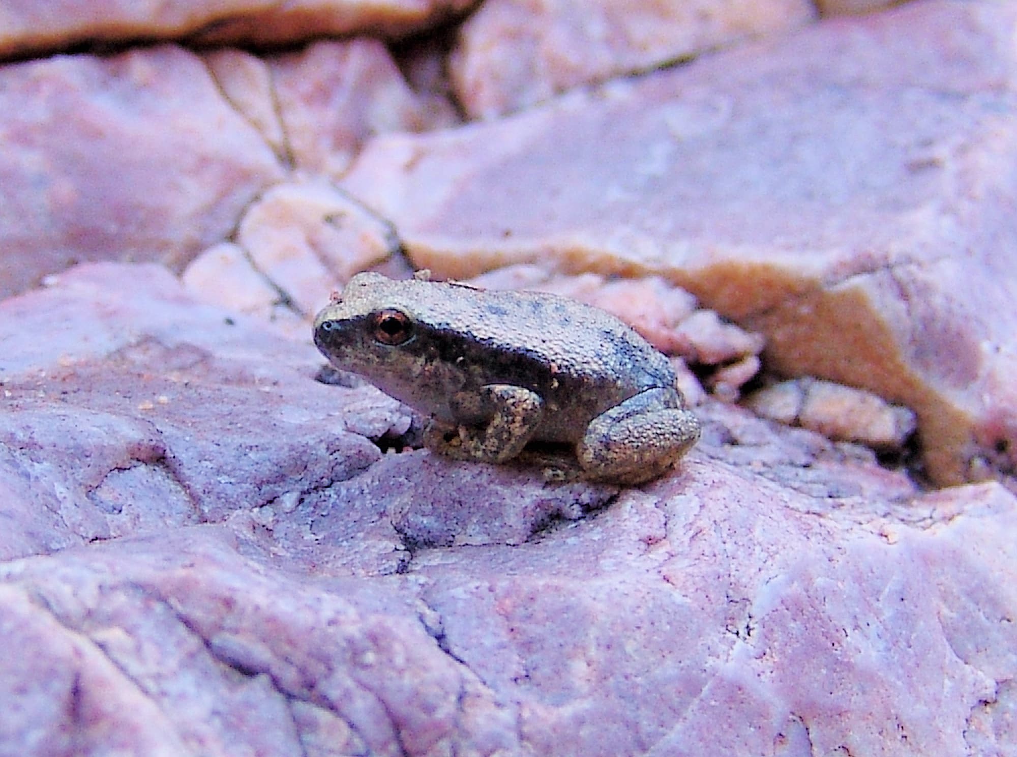 Frogs of Simpsons Gap – Ausemade