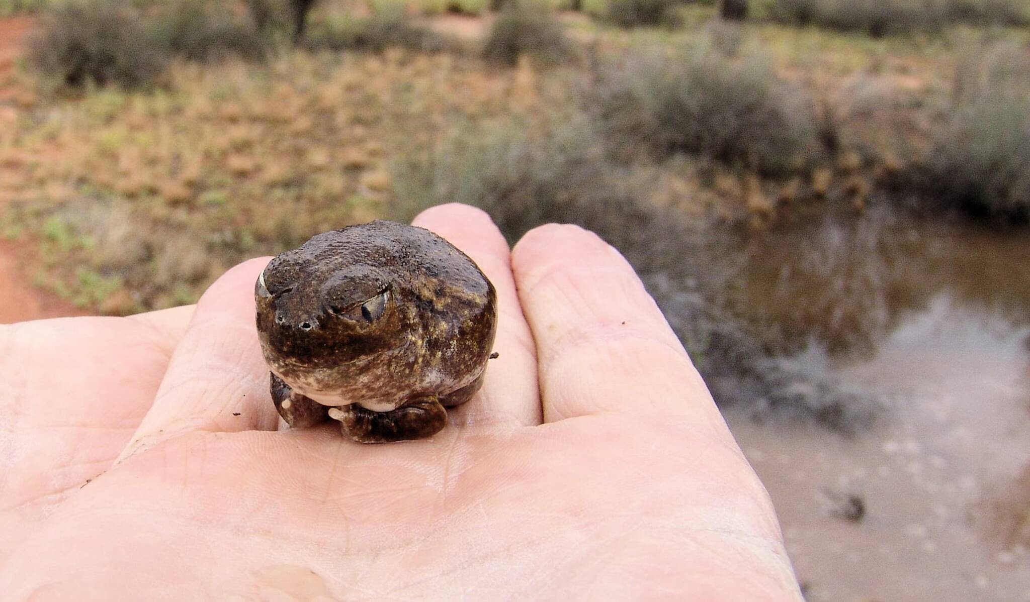 Desert Trilling Frog – Ausemade