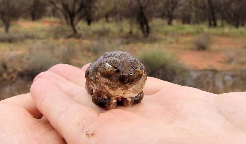 Alice Springs Attractions – Ausemade