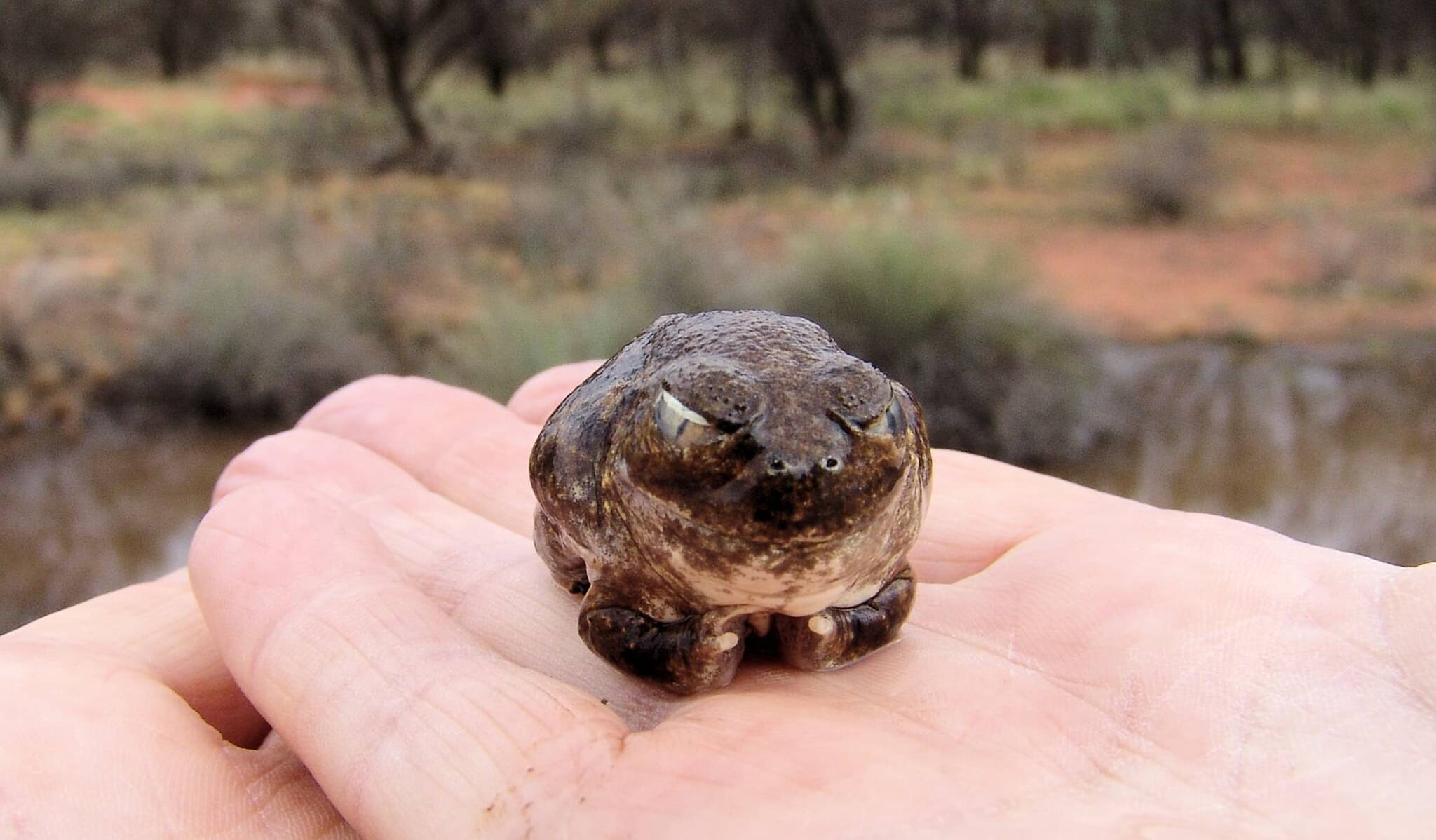 Desert Trilling Frog – Ausemade