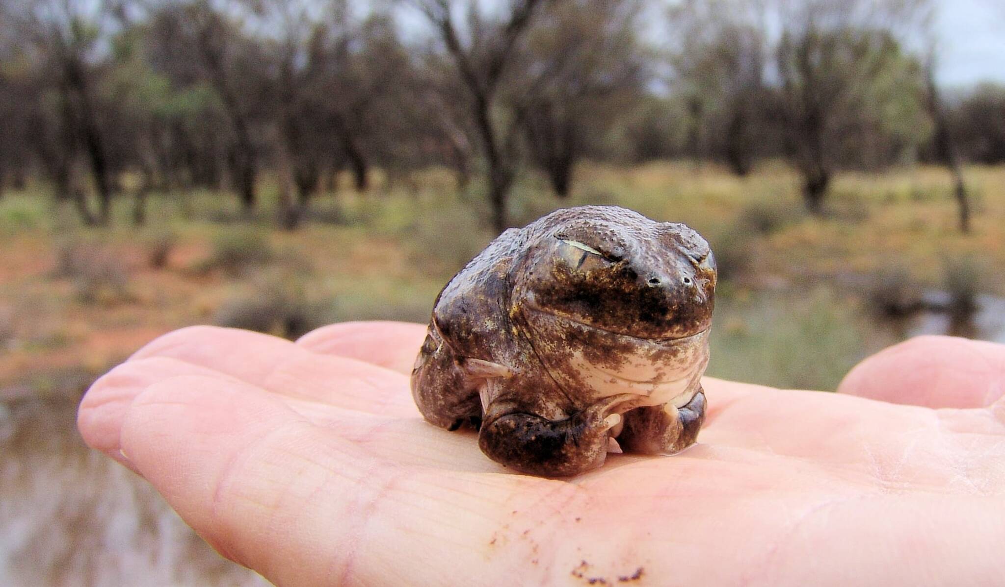 Ilparpa Claypans – Ausemade