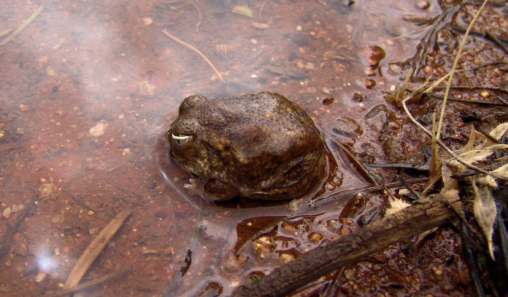 Desert Trilling Frog – Ausemade