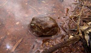 Desert Trilling Frog – Ausemade