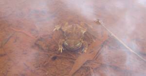 Desert Trilling Frog – Ausemade