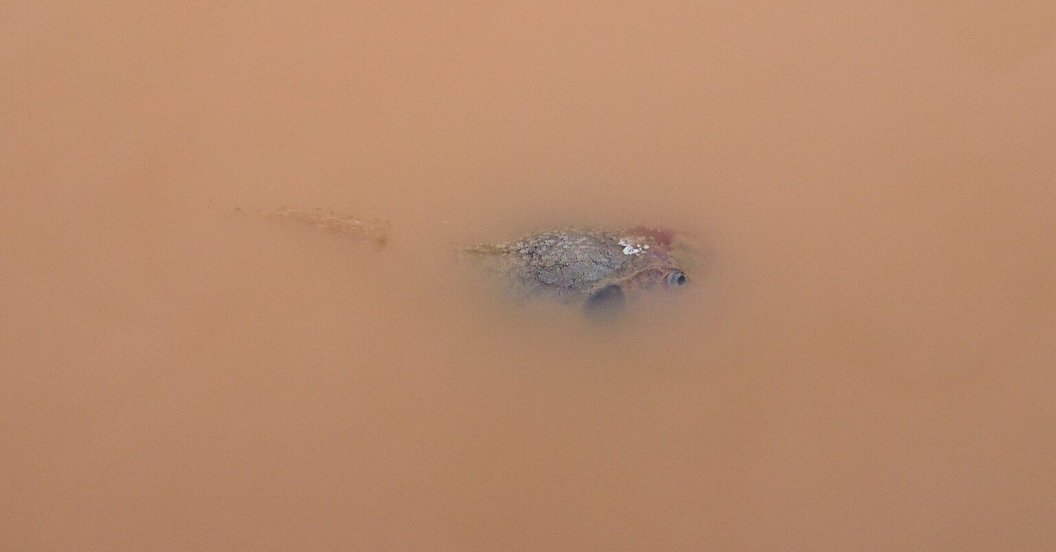 Desert Trilling Frog – Ausemade