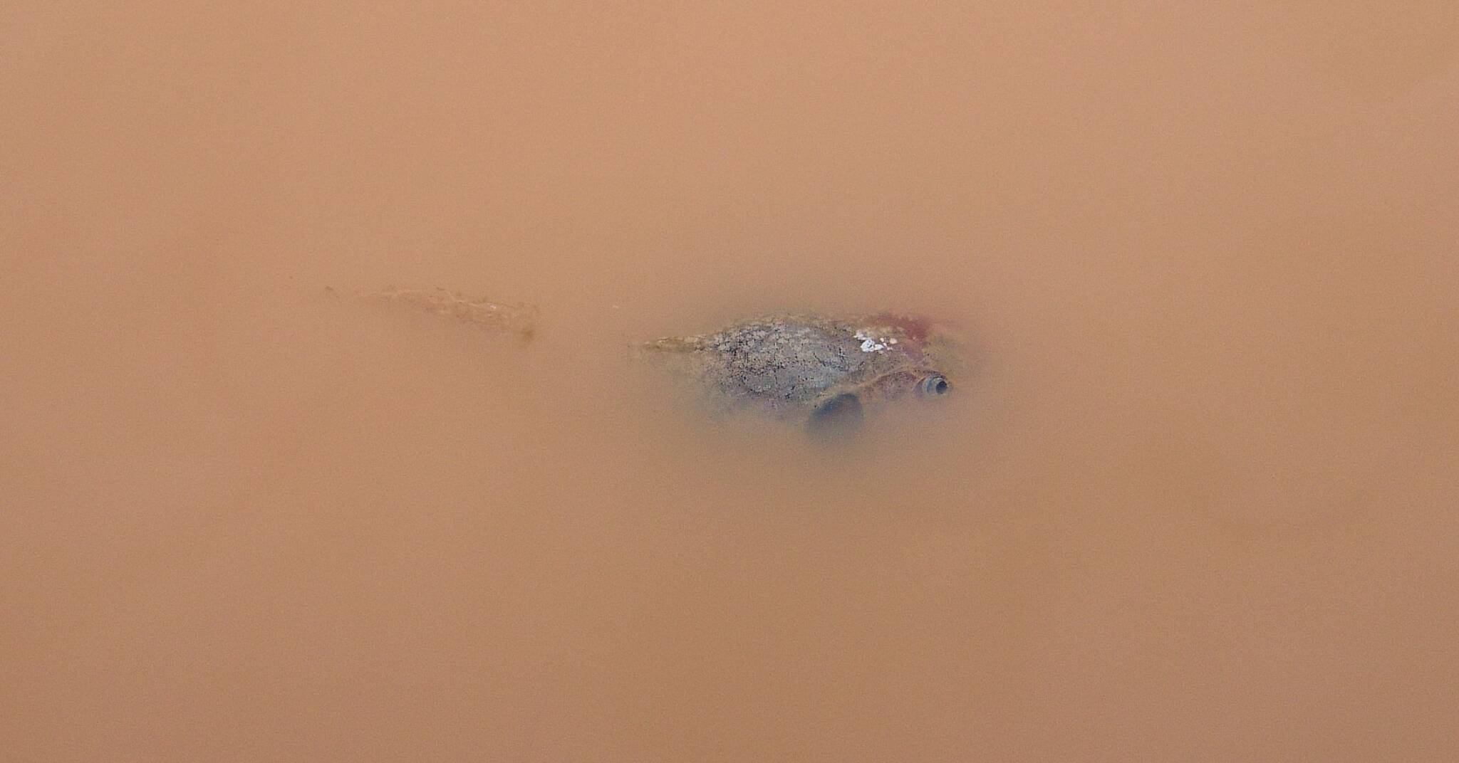 Desert Trilling Frog – Ausemade