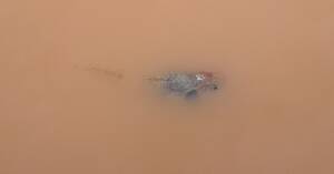 Desert Trilling Frog – Ausemade