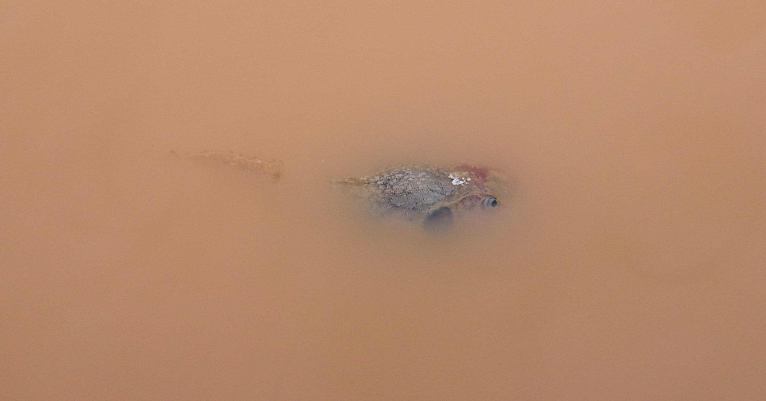 Desert Trilling Frog – Ausemade