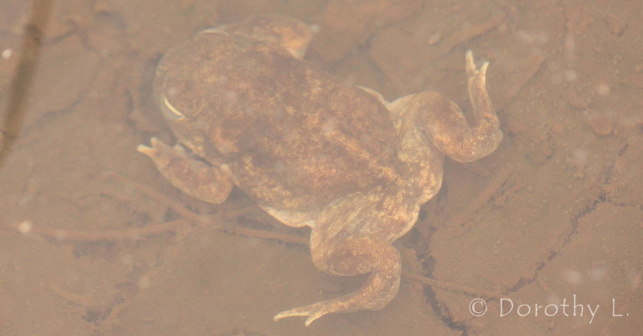 Desert Trilling Frog – Ausemade