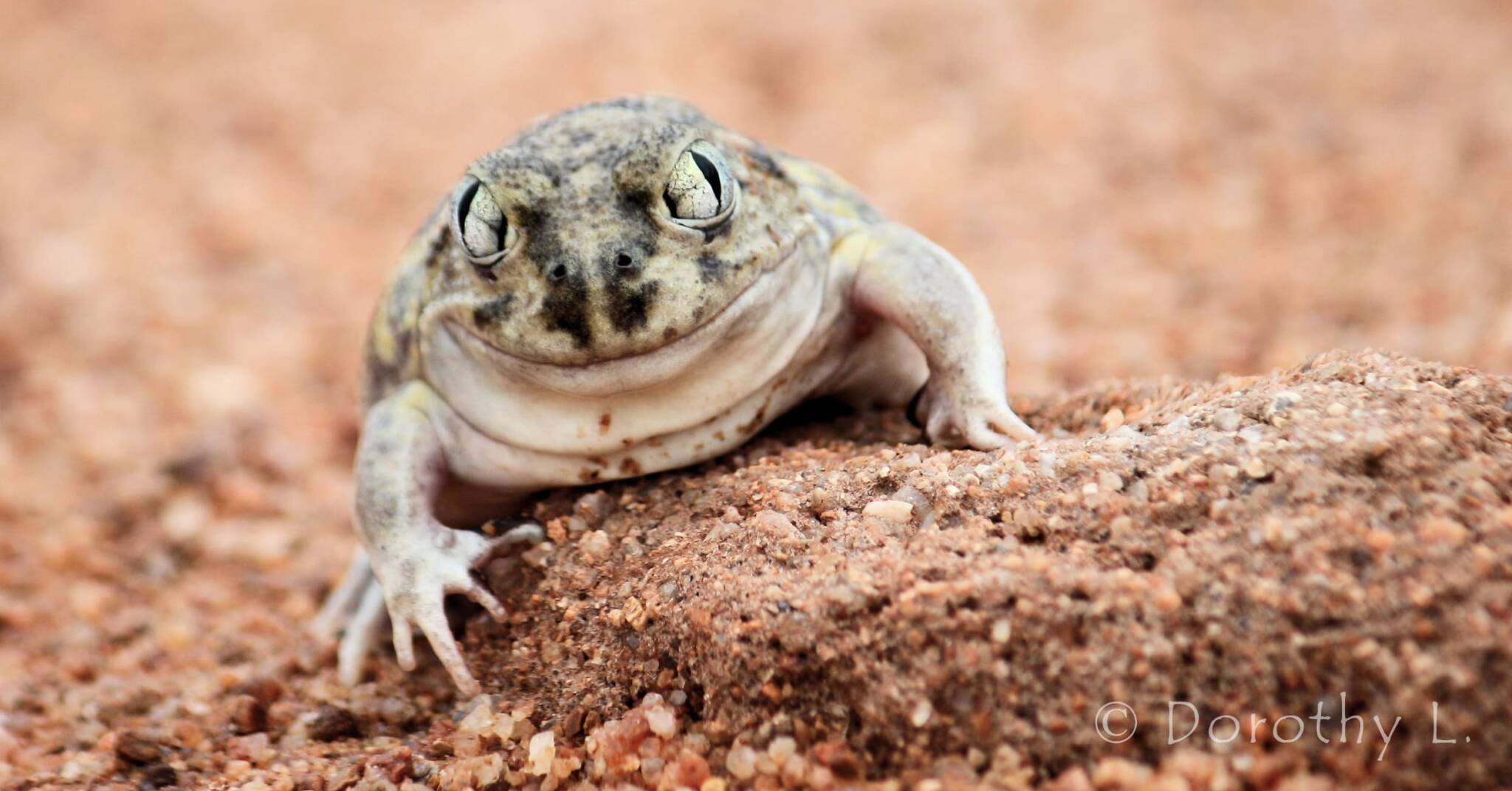 Desert Trilling Frog – Ausemade