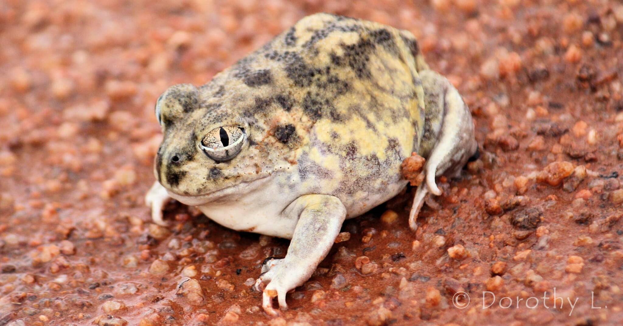 Desert Trilling Frog – Ausemade