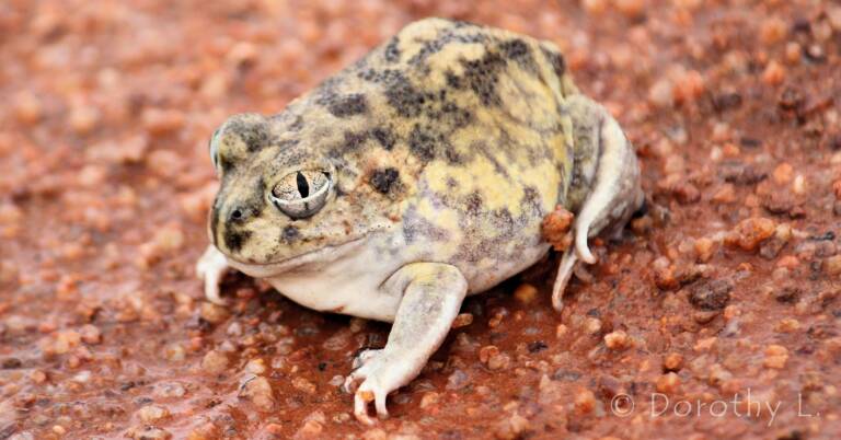 Desert Trilling Frog – Ausemade