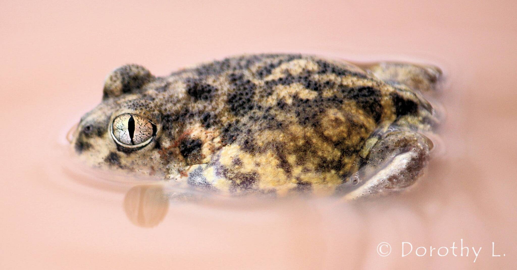 Desert Trilling Frog – Ausemade