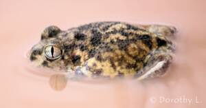 Desert Trilling Frog – Ausemade