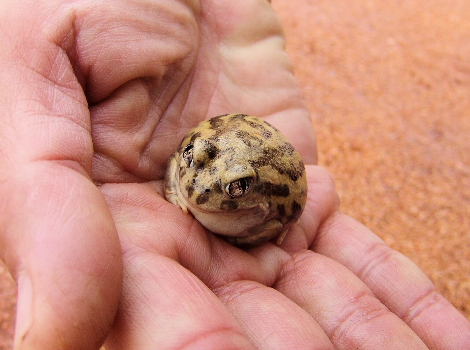 Desert Trilling Frog (Neobatrachus sudellae) – Ausemade