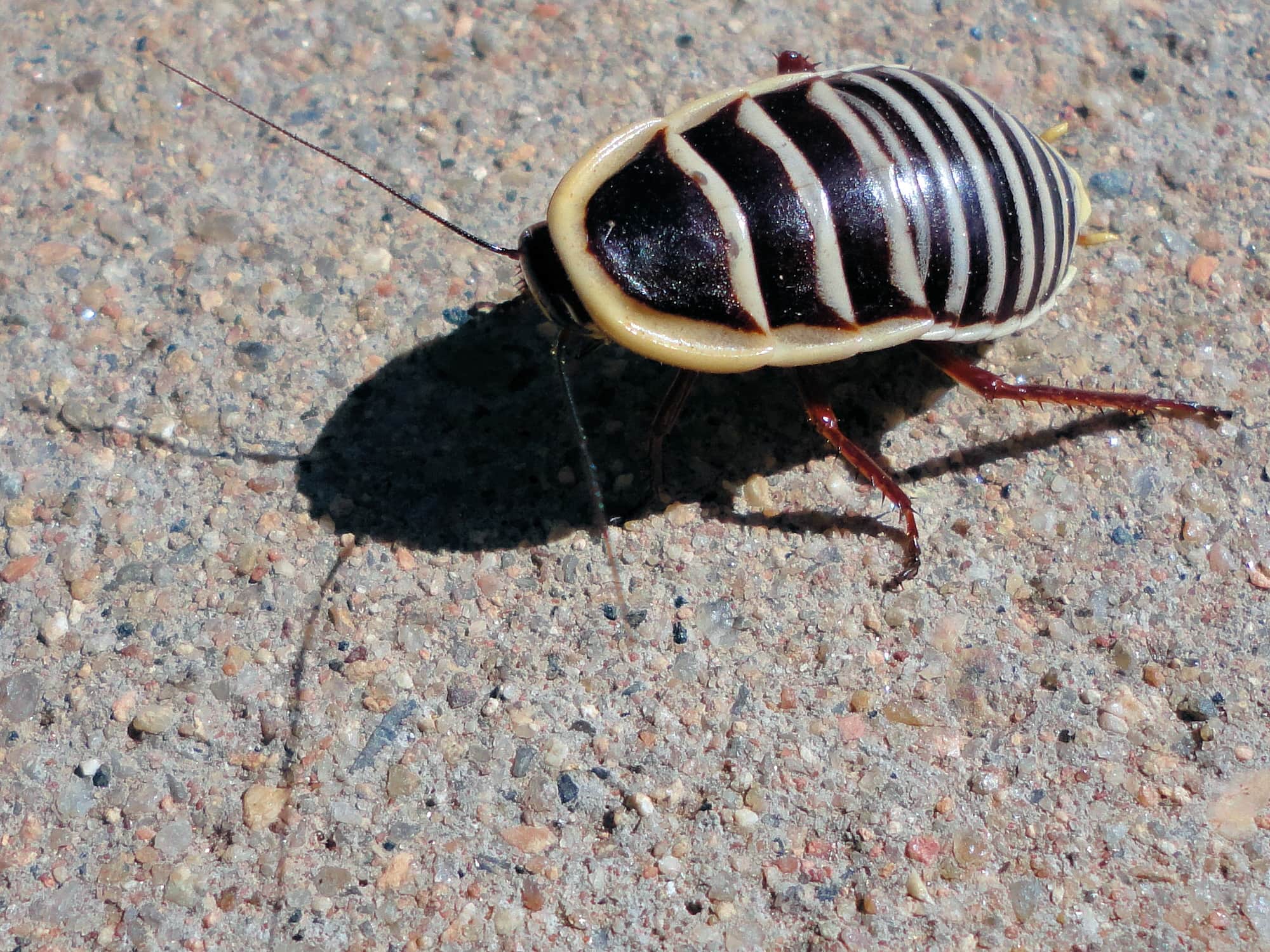 Alice Springs Desmozosteria cincta – Ausemade