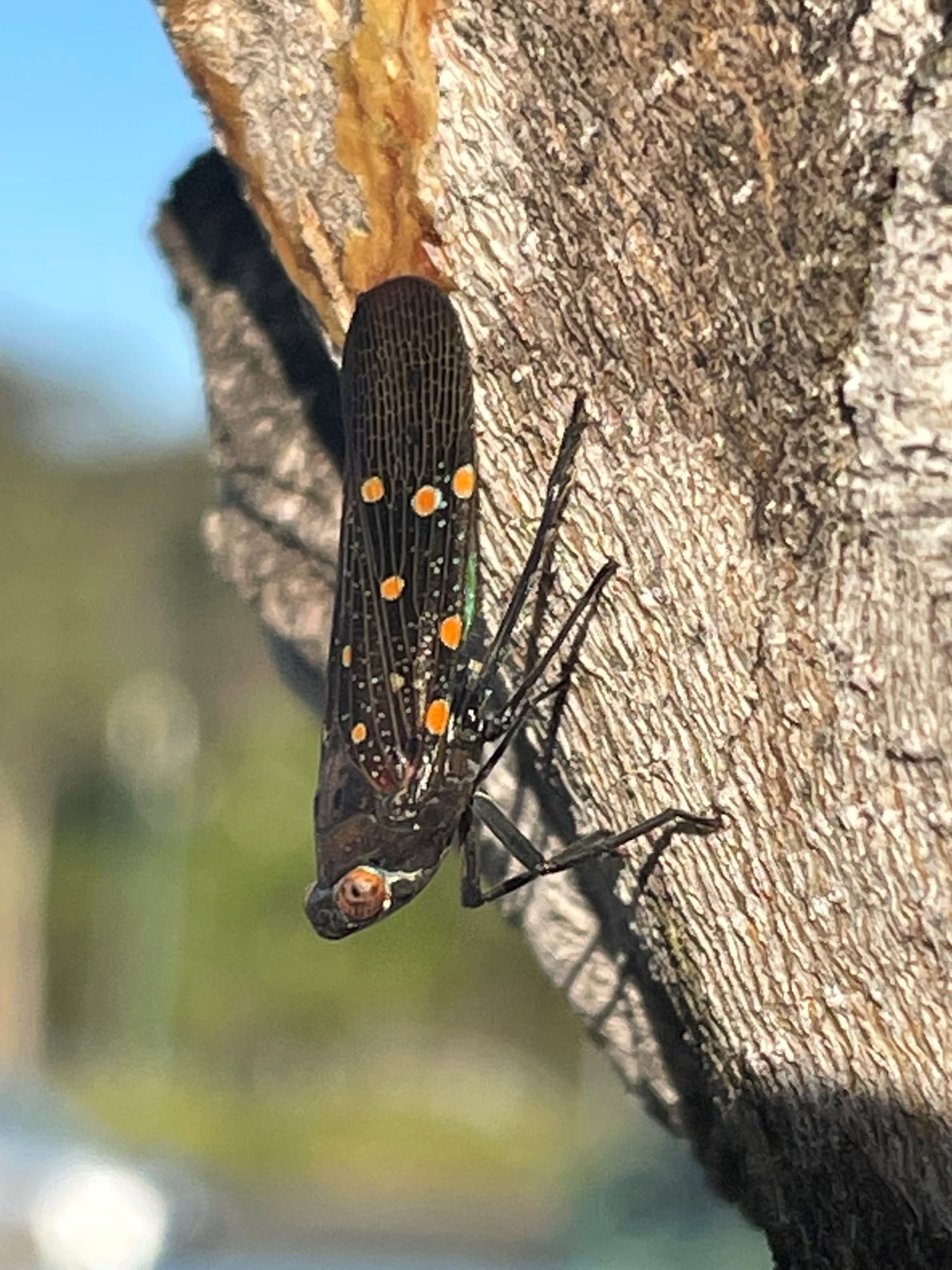 Desudaba maculata – Ausemade