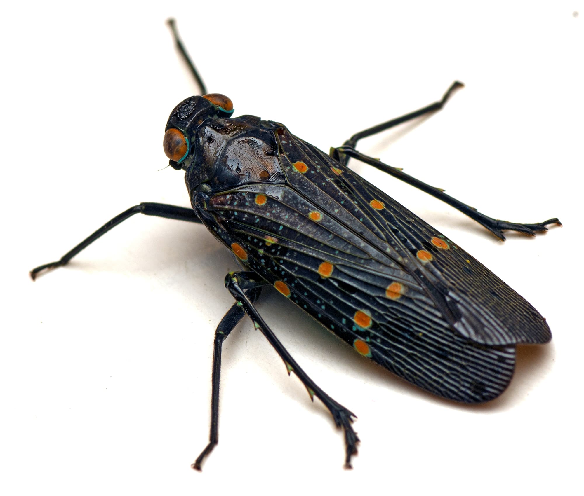 Desudaba maculata – Ausemade