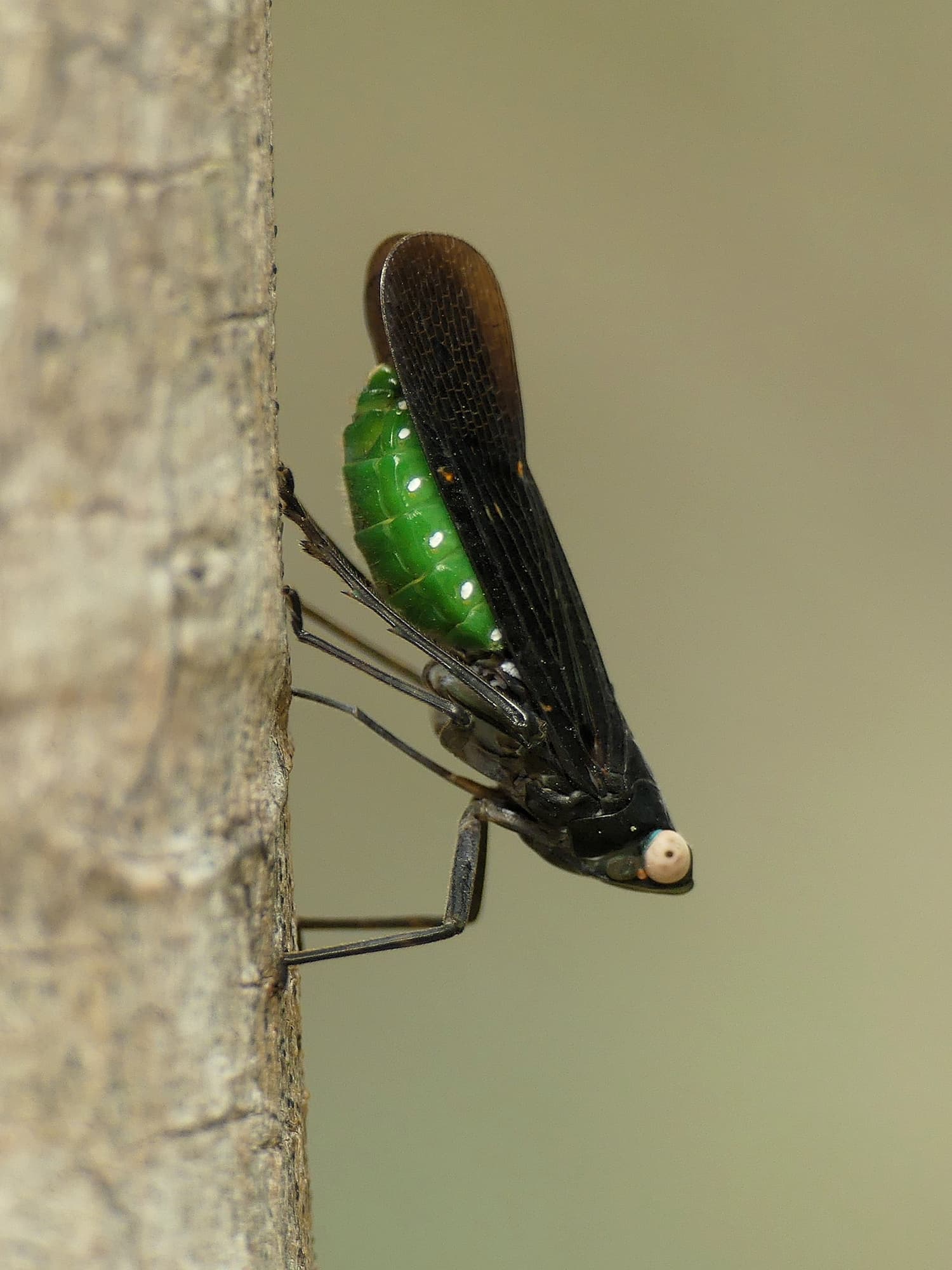 Desudaba psittacus – Ausemade