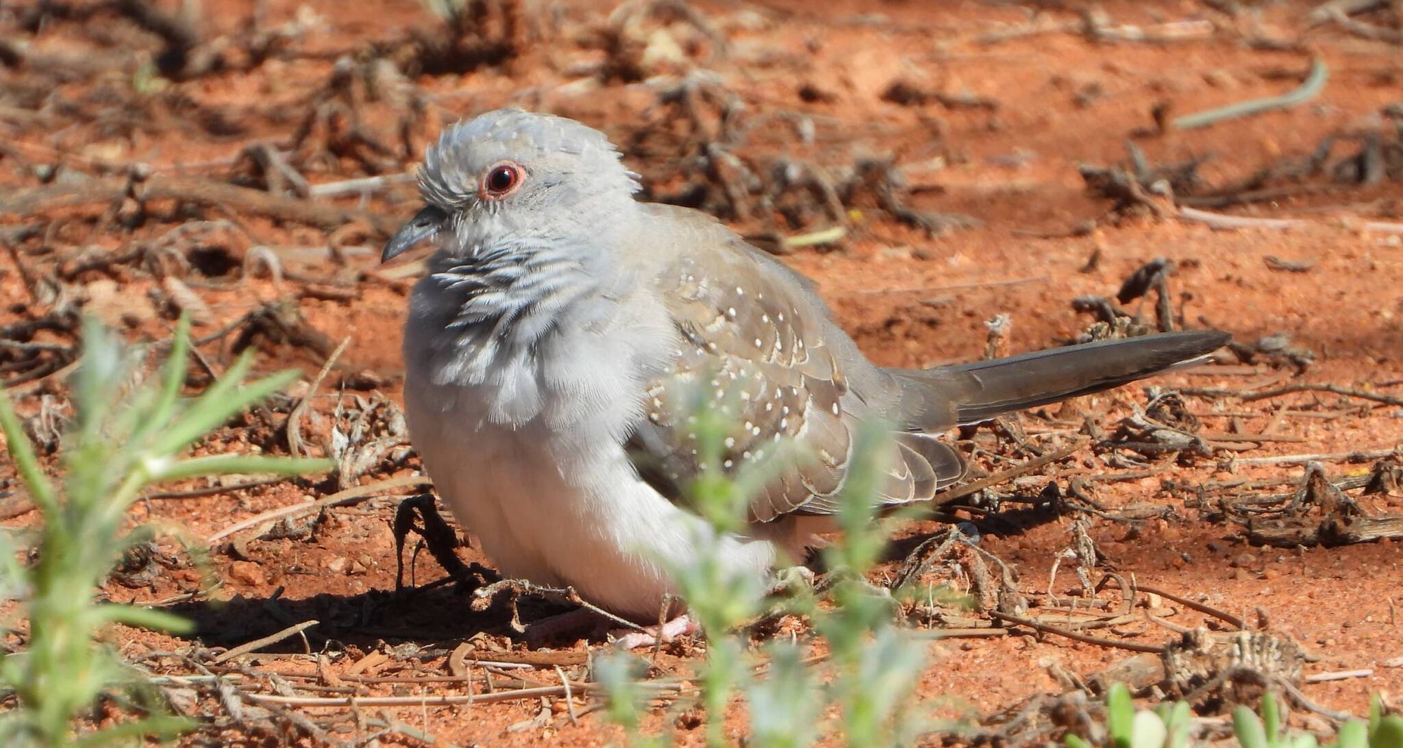 Diamond Dove at the Ponds – Ausemade