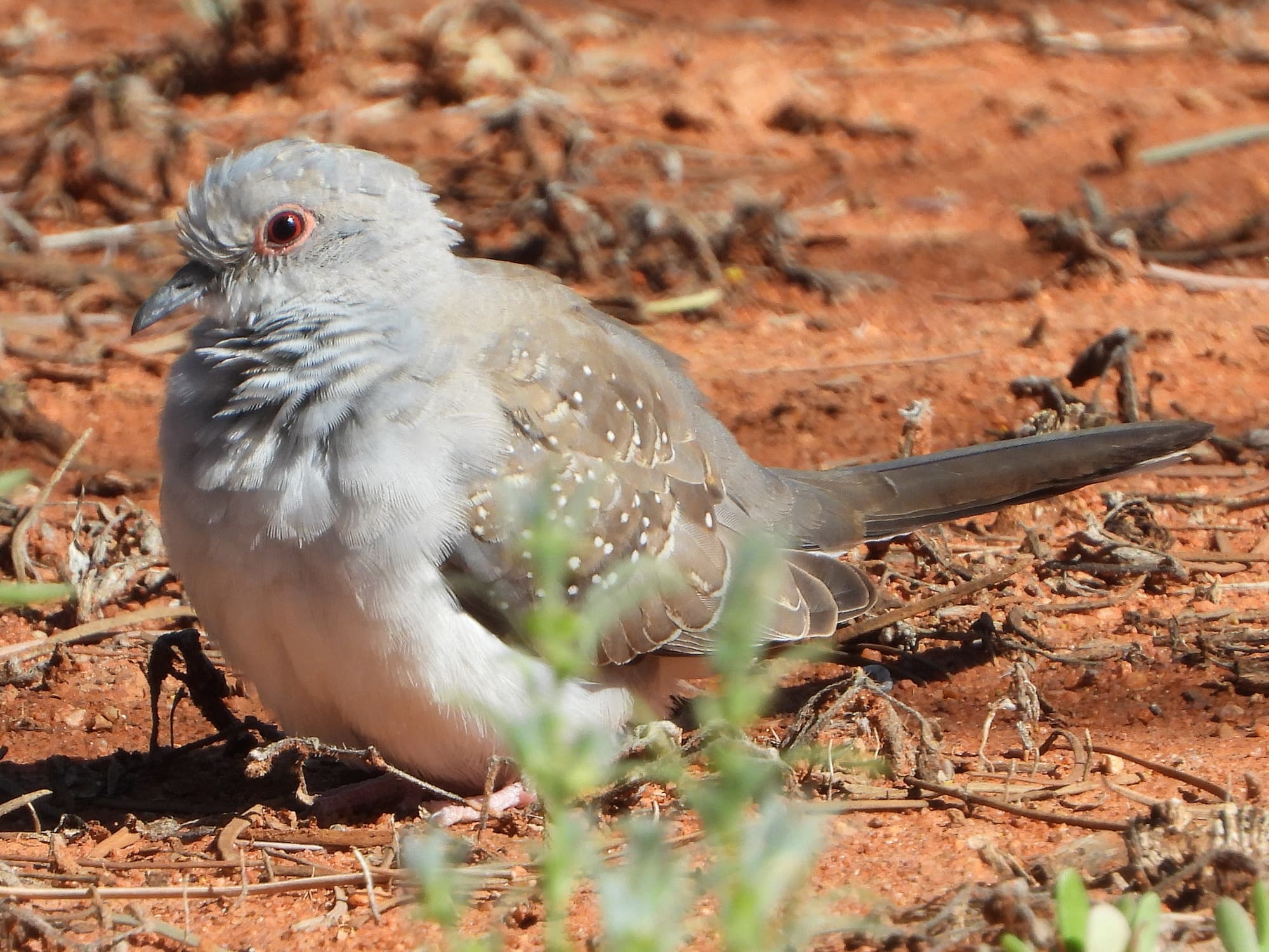Diamond Dove at the Ponds – Ausemade