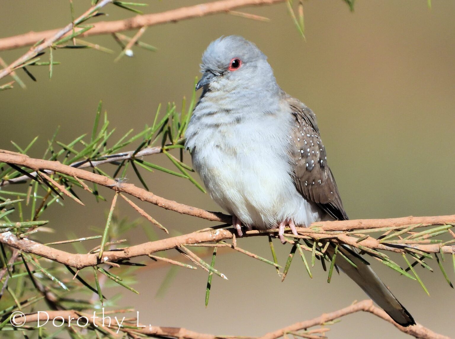 Diamond Dove – Ausemade