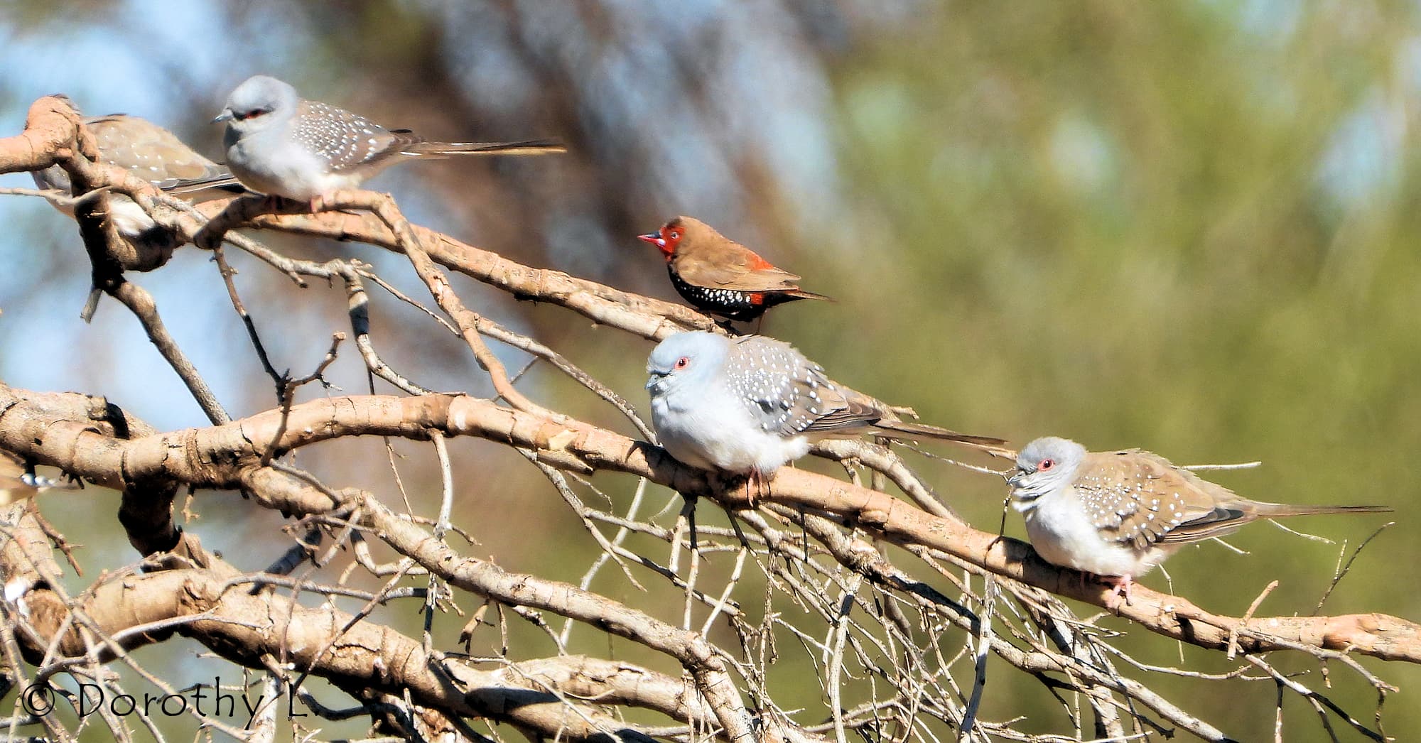 Diamond Dove – Ausemade