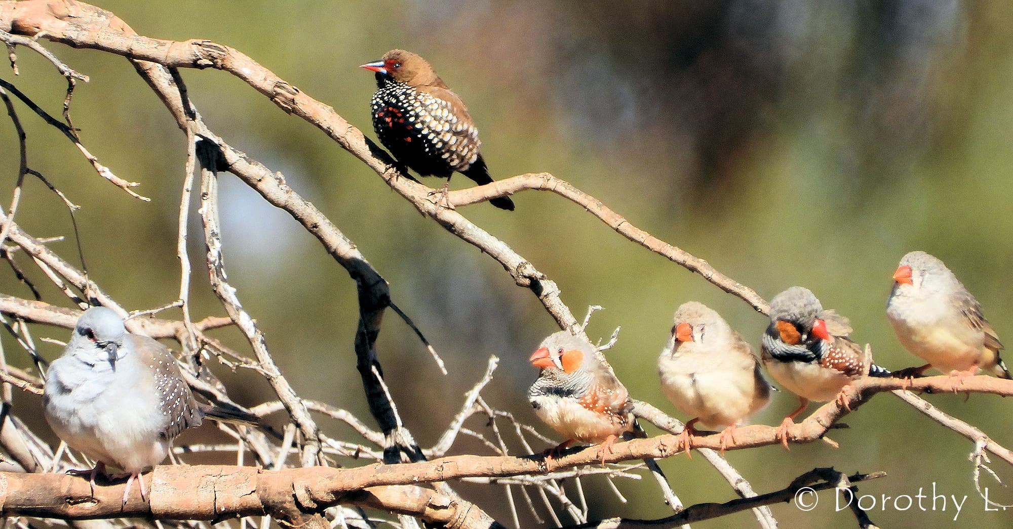 Diamond Dove – Ausemade
