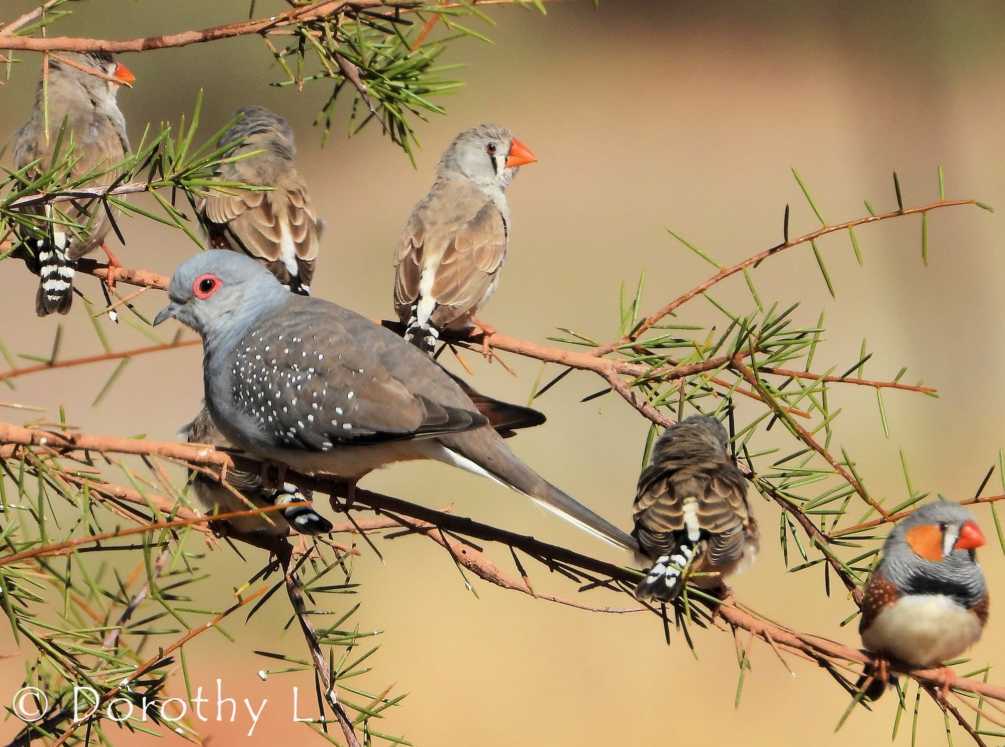 Diamond Dove – Ausemade