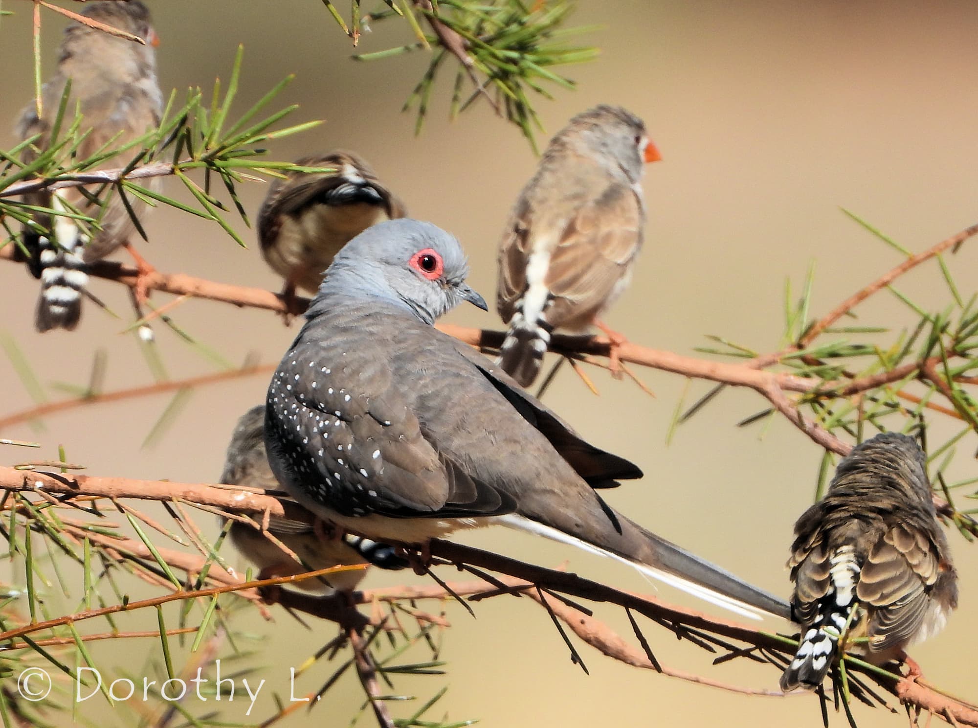 Diamond Dove – Ausemade