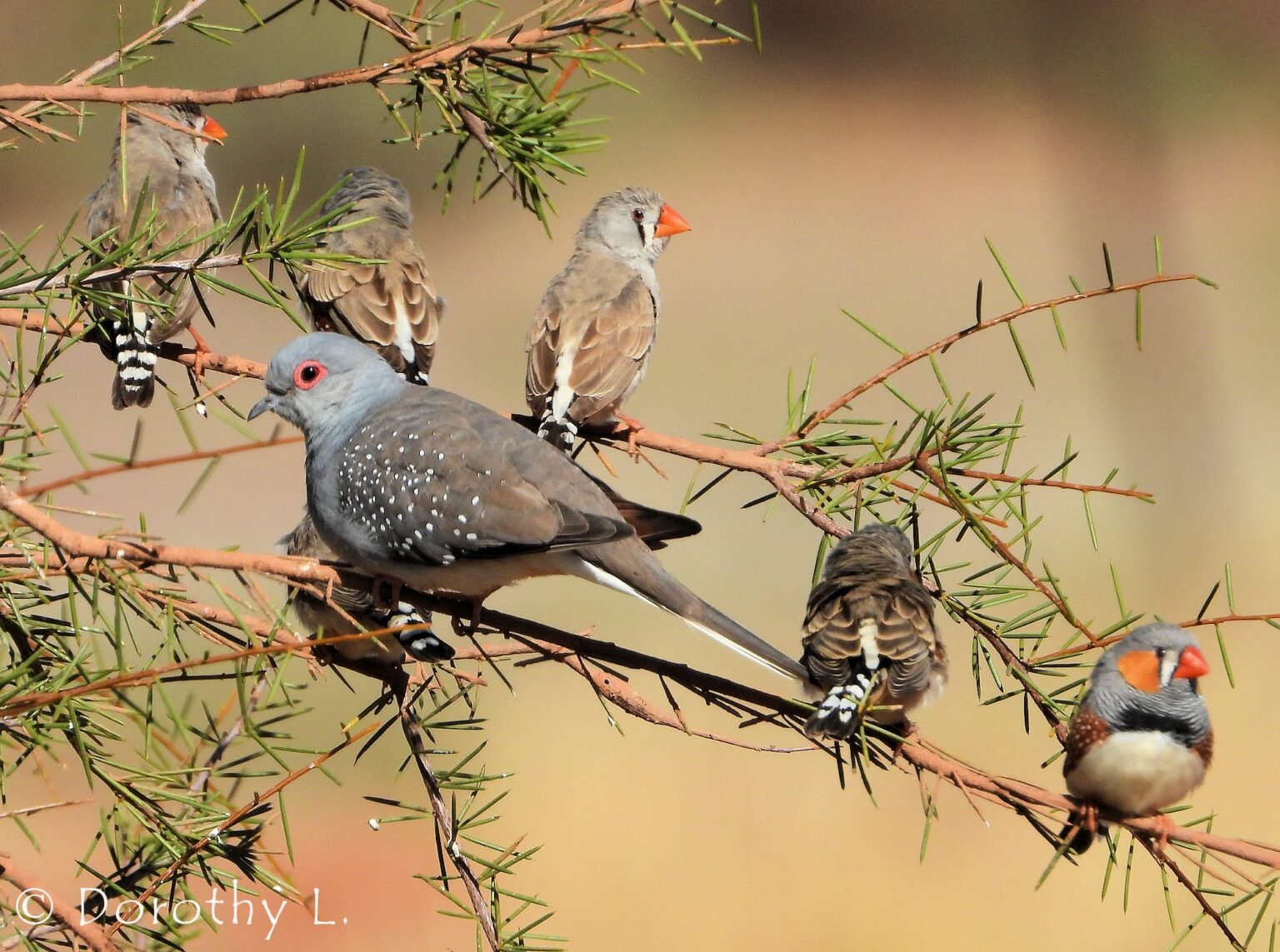 Diamond Dove – Ausemade