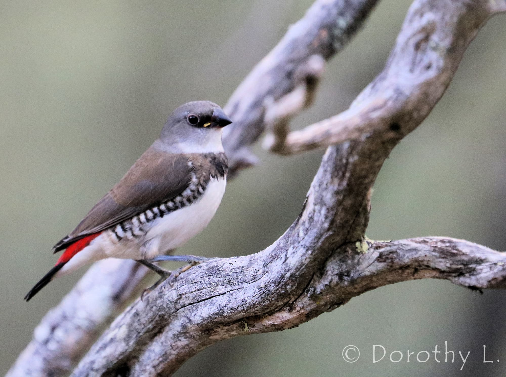 Diamond Firetail – Ausemade