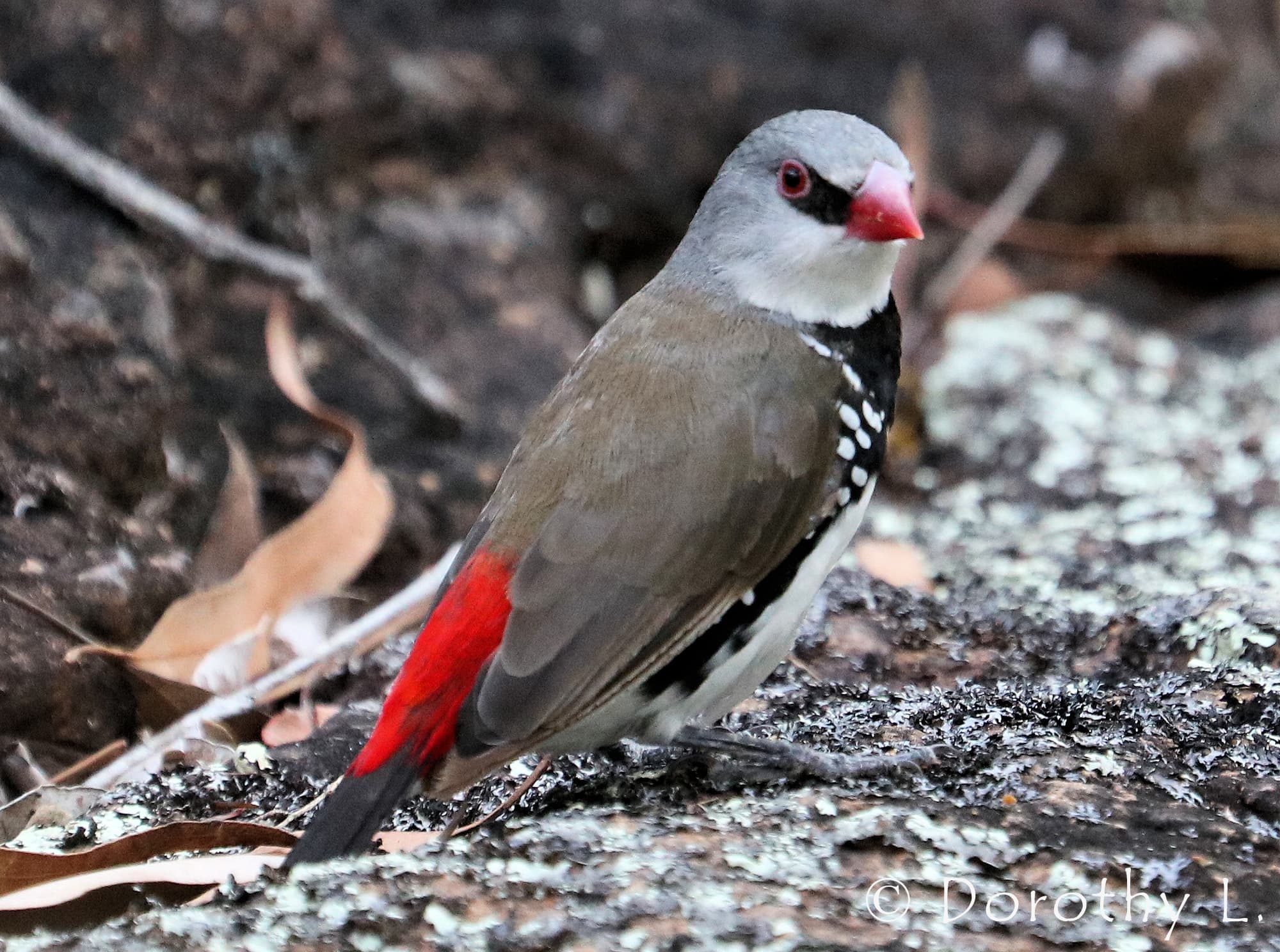 Diamond Firetail – Ausemade