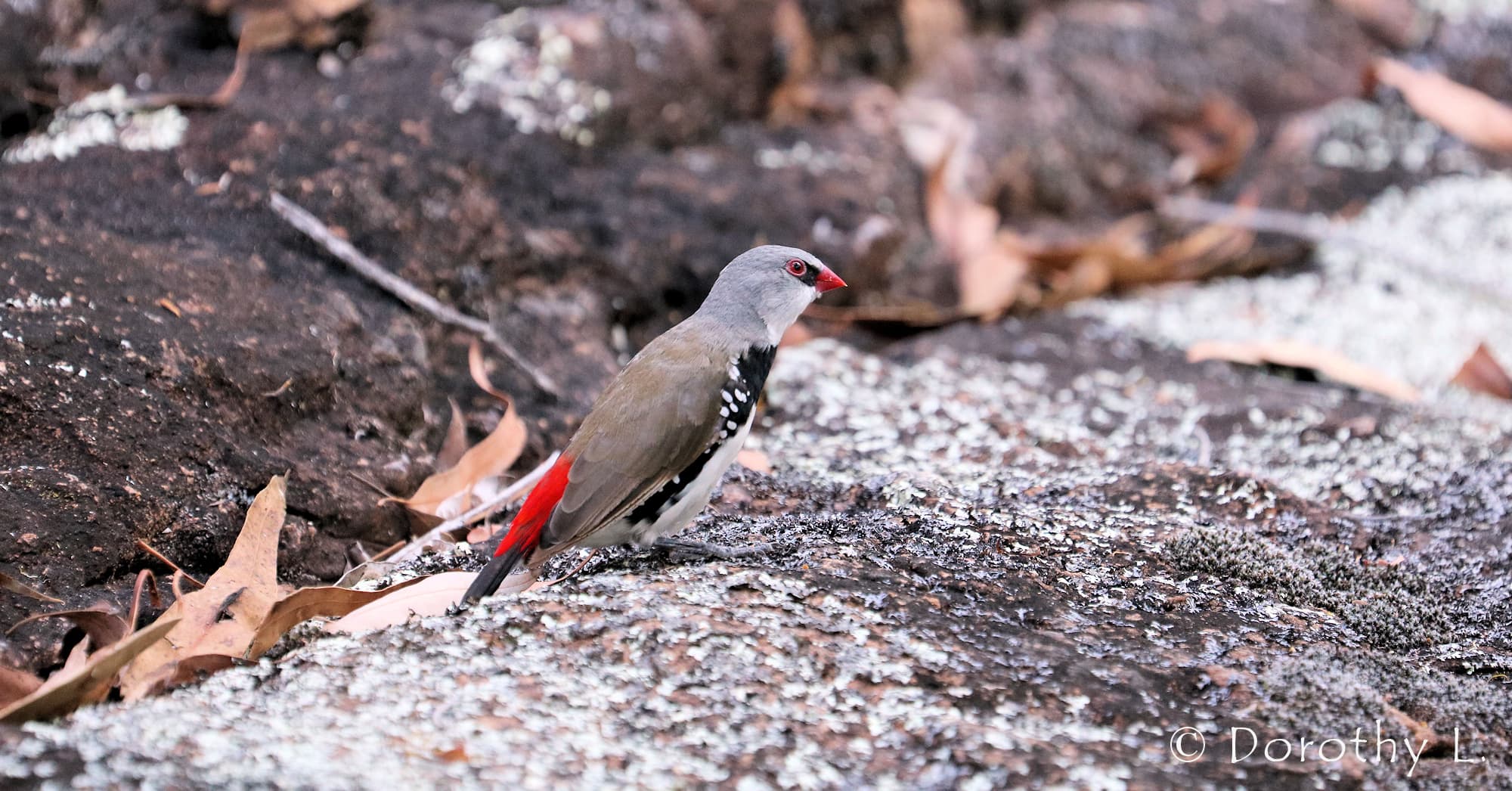 Diamond Firetail – Ausemade