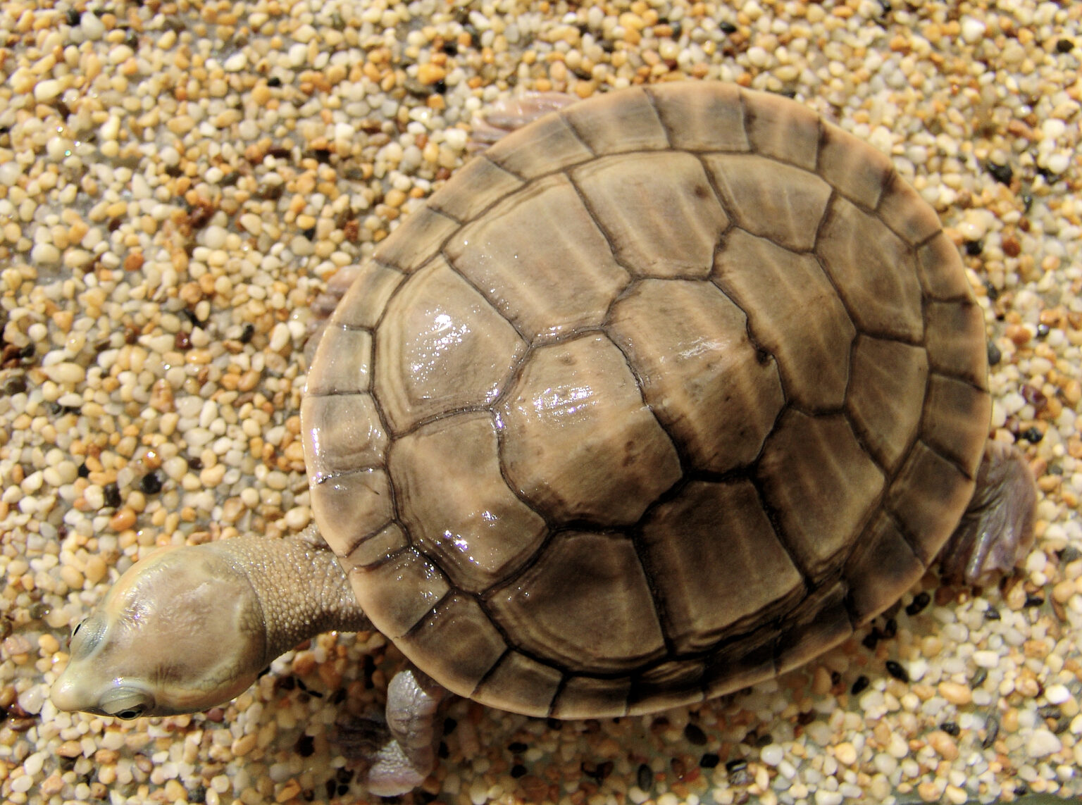 Diamond Head Turtle – Ausemade
