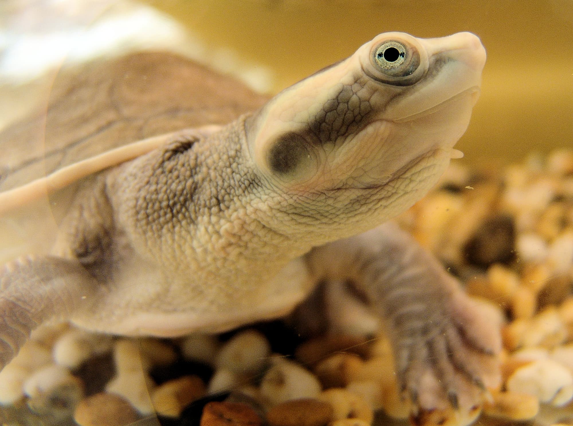 Diamond Head Turtle – Ausemade