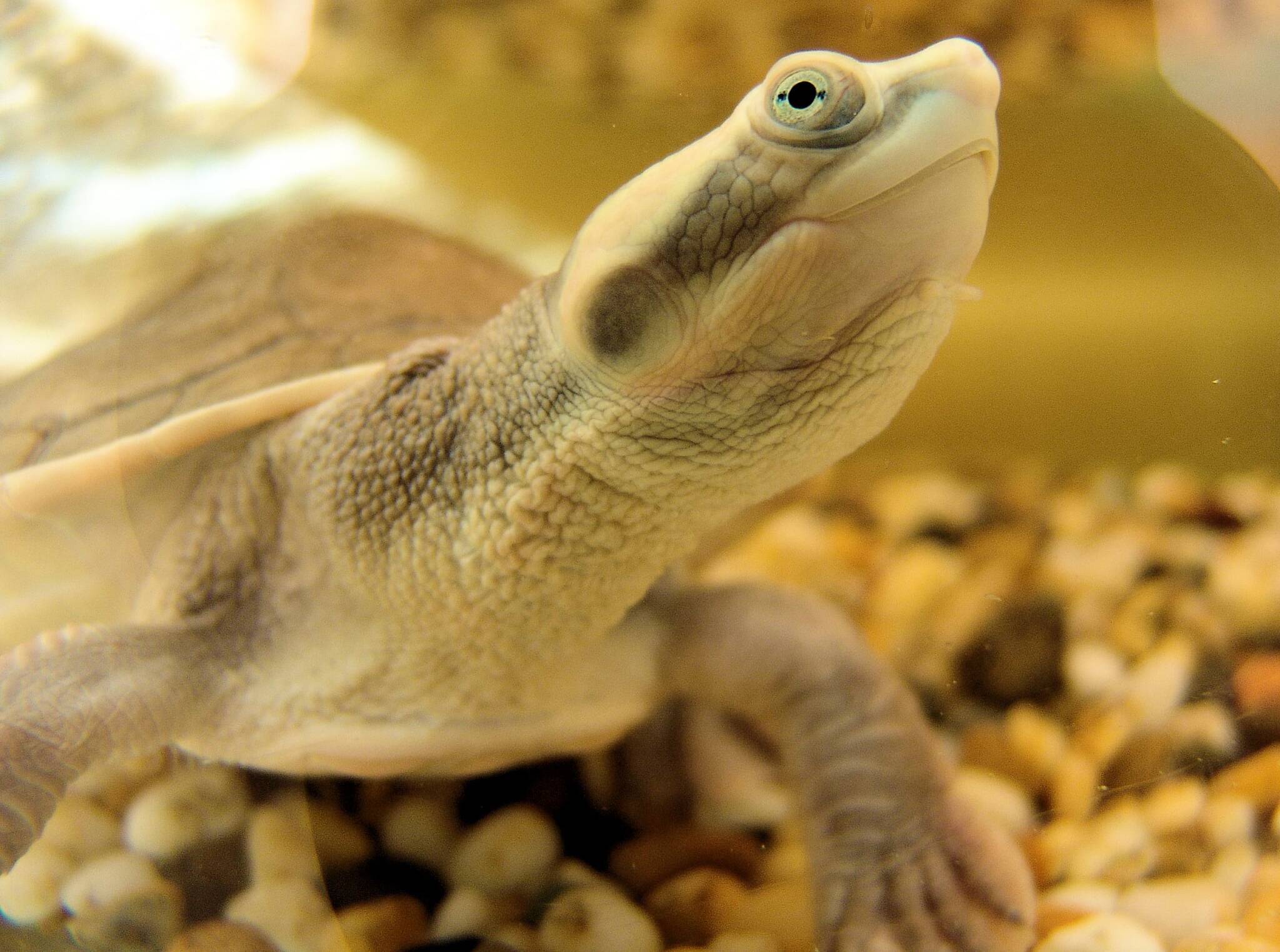 Diamond Head Turtle – Ausemade