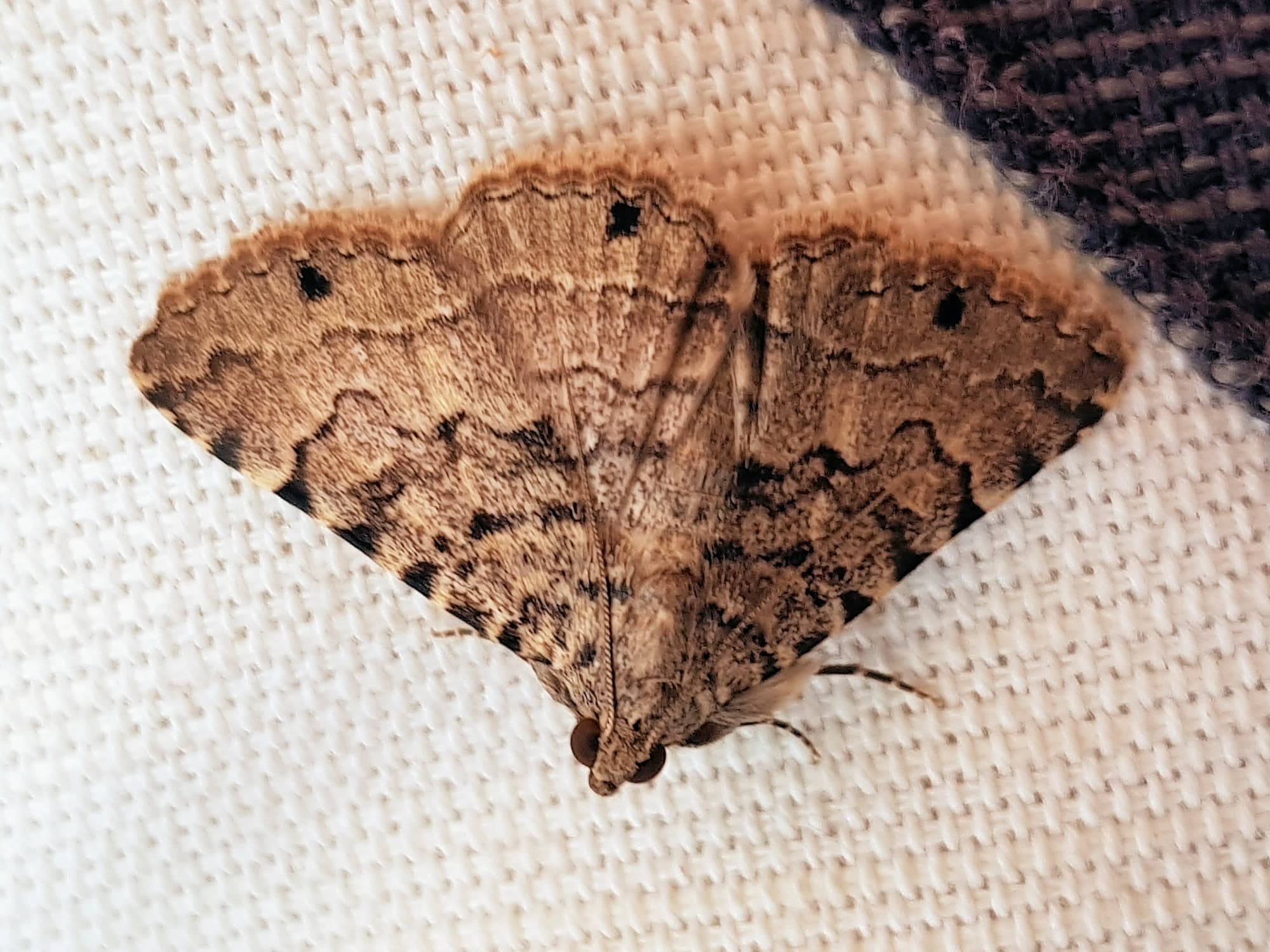 Diatenes gerula (Erebid Moth) – Ausemade