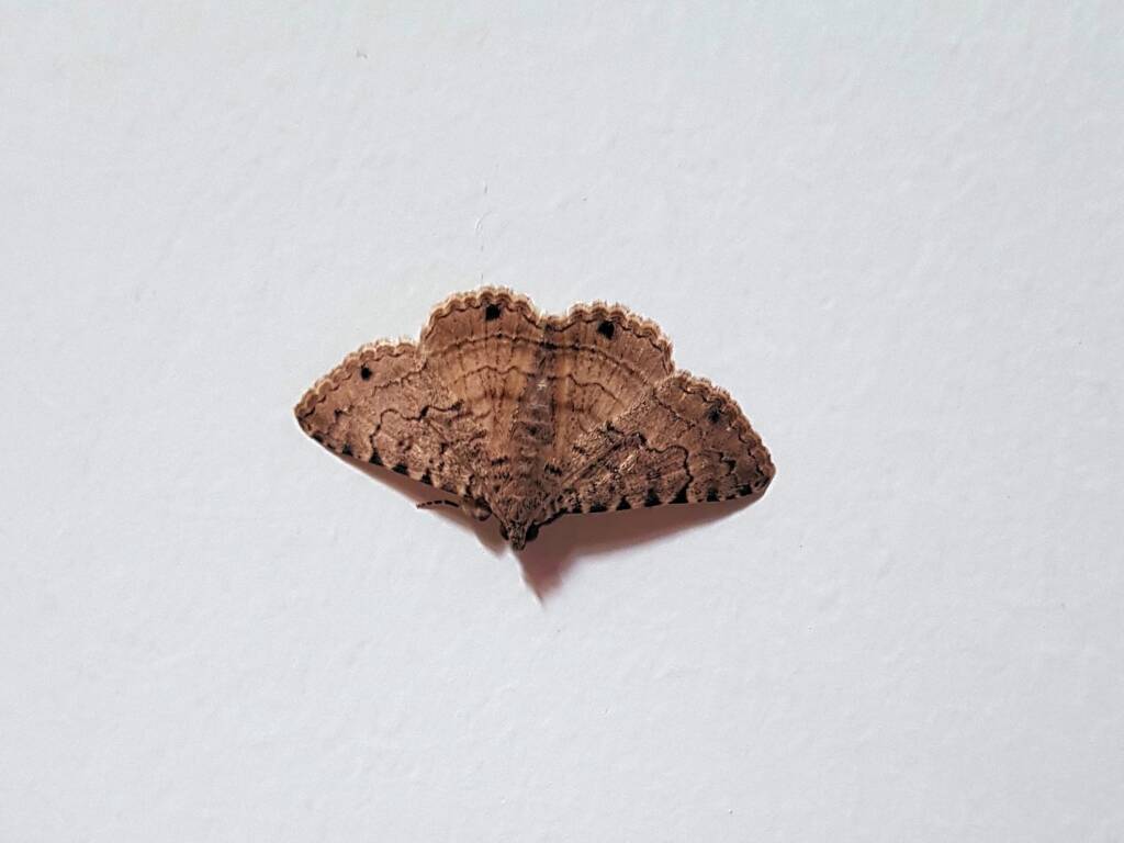 Diatenes gerula – Ausemade