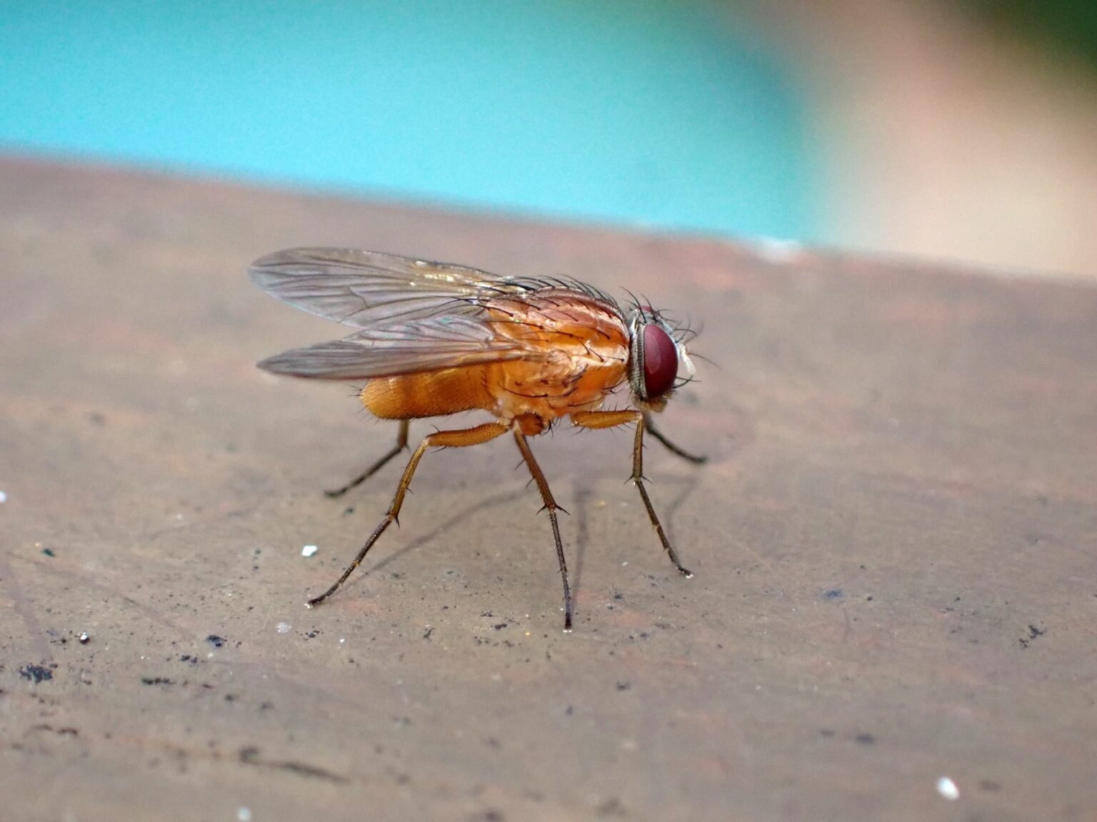 Diptera on our back deck – Ausemade
