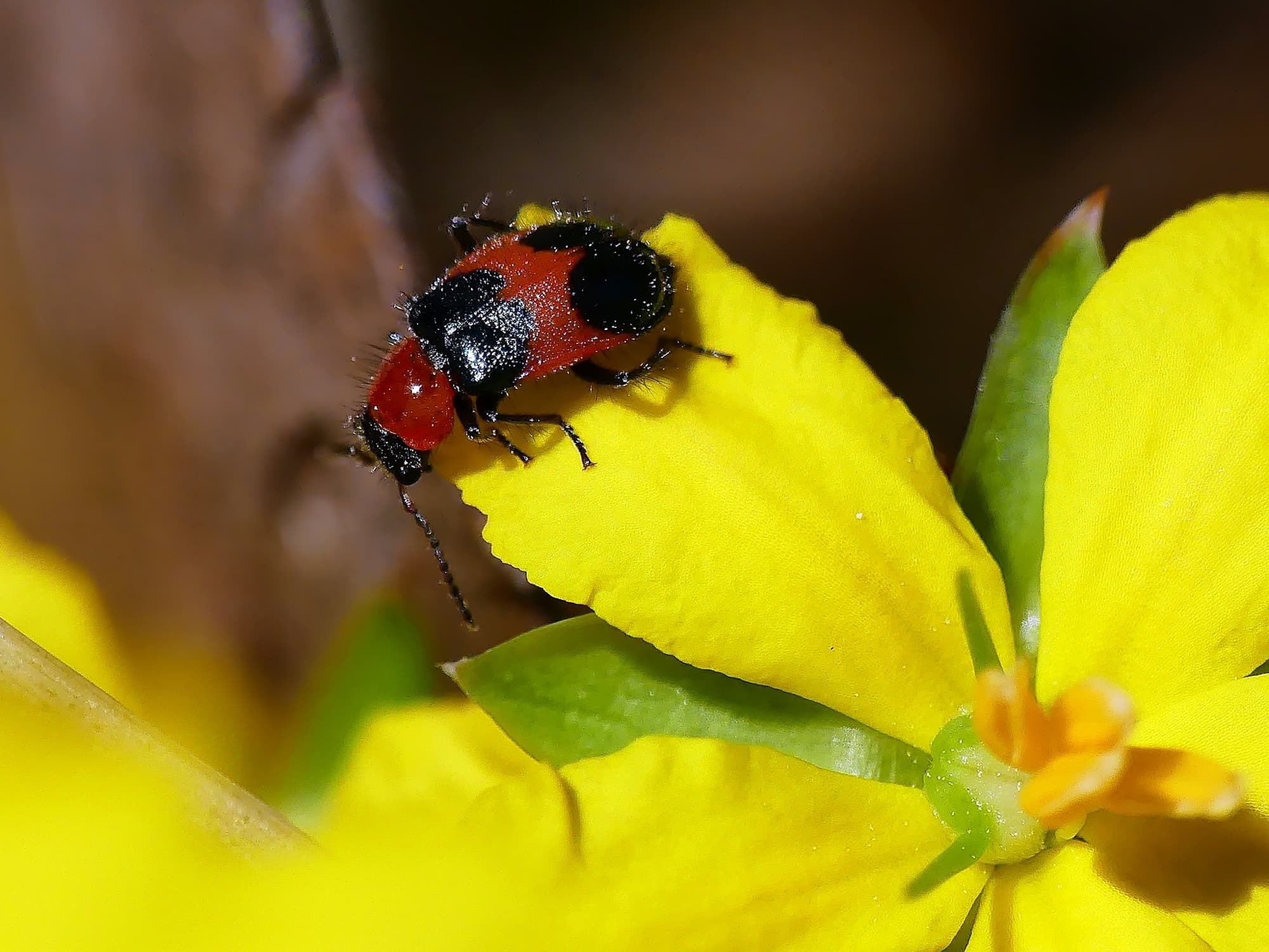 Dicranolaius cinctus – Ausemade